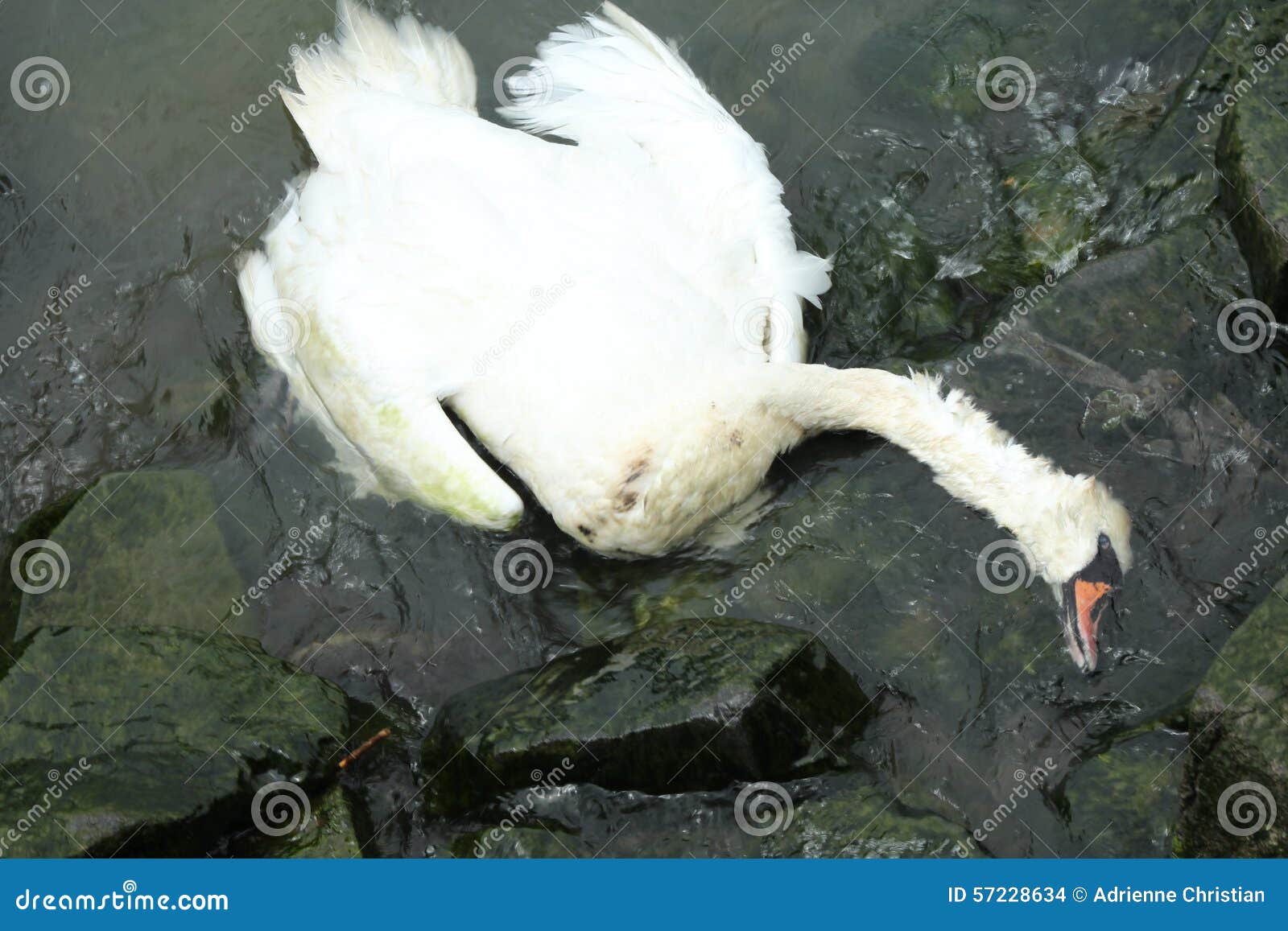 Dead Swan stock photo. Image of dying, dead, smelly, bird - 57228634