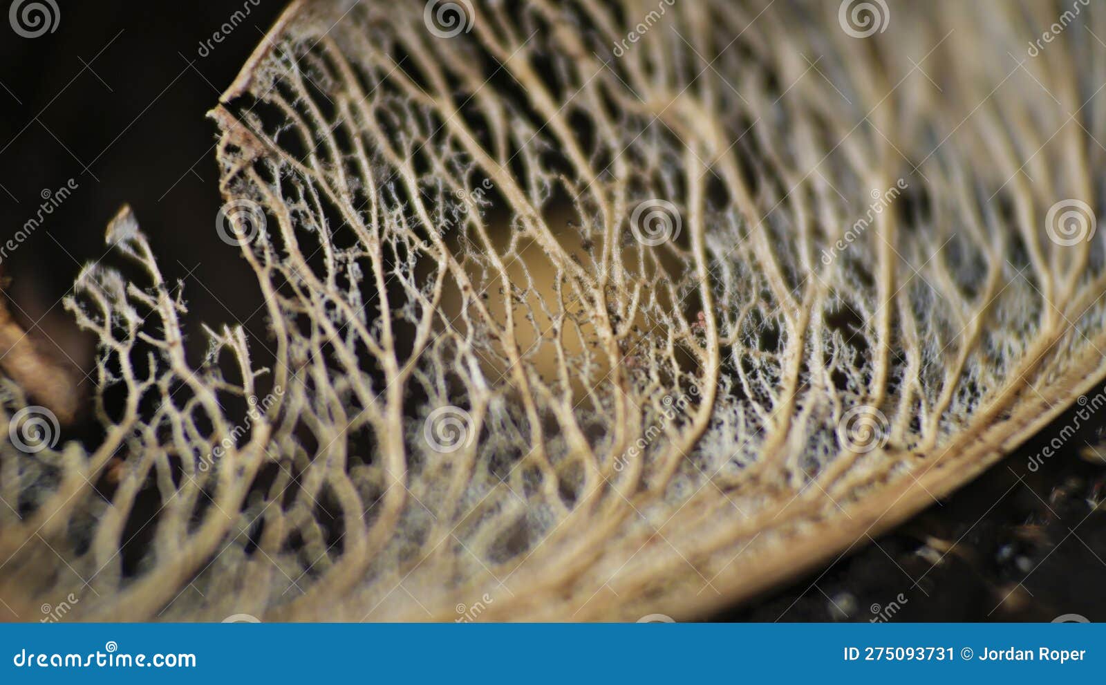 Dead sycamore seed stock image. Image of colorful, macro - 275093731