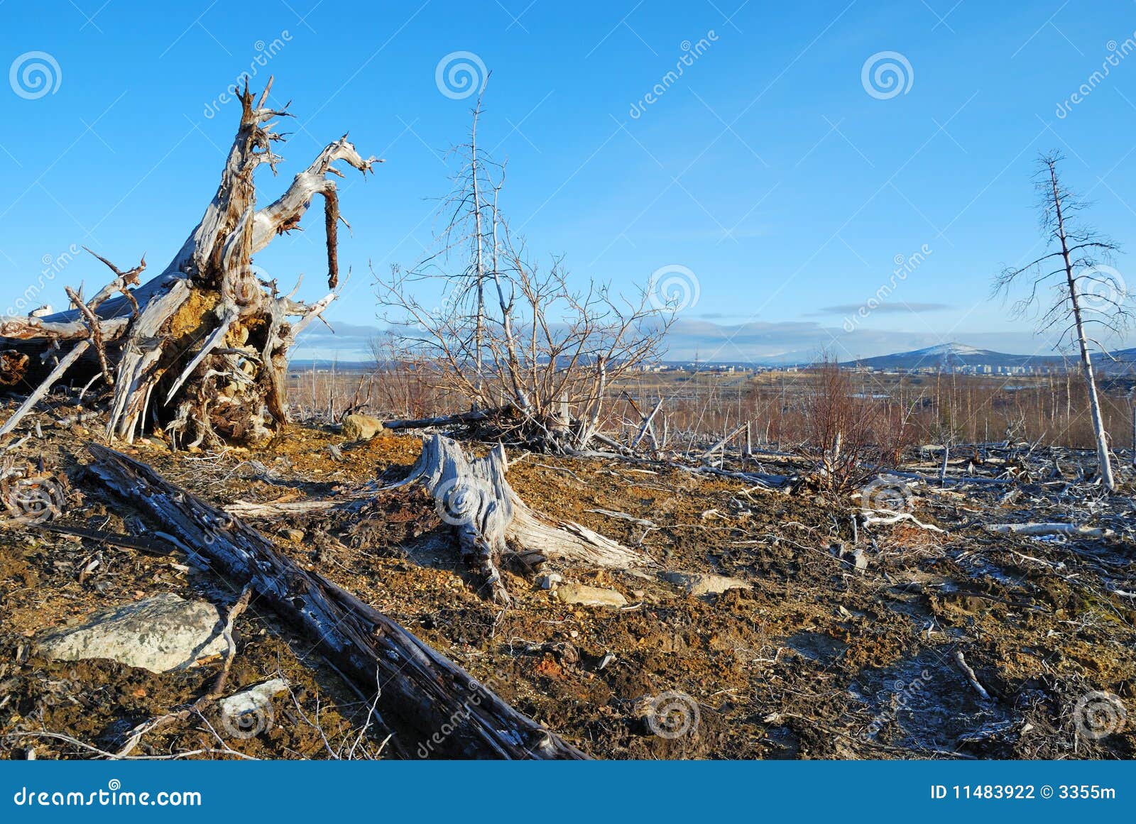 Dead taiga stock photo. Image of roots, stump, ecology - 11483922