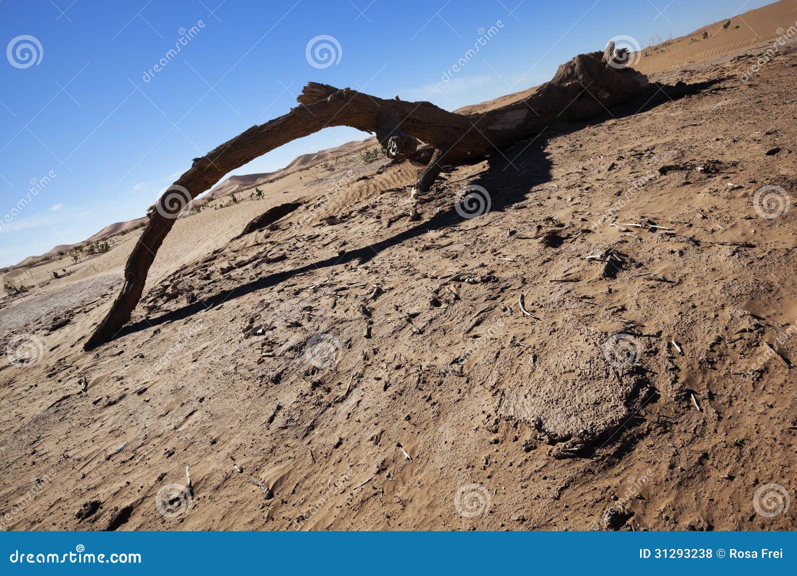 Tamarisk Tree (Tamarix Articulata) In The Sahara Desert. Stock Image ...