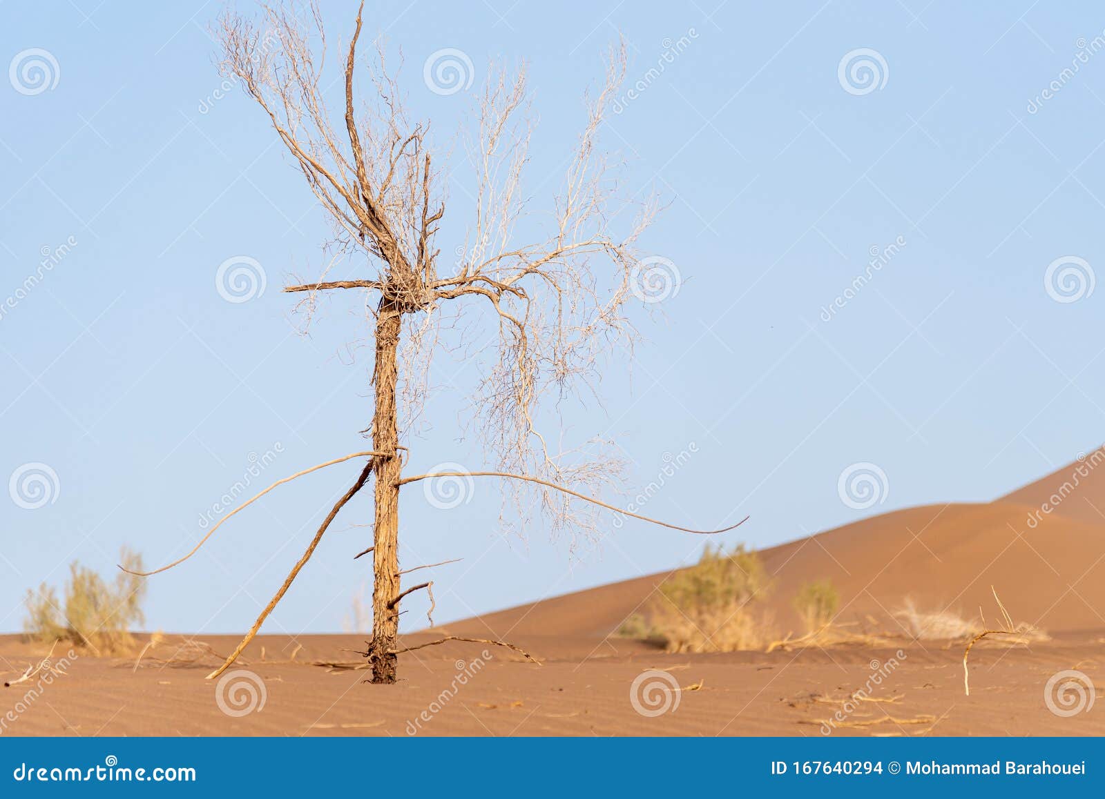 Tamarisk Tree in the Desert Stock Photo - Image of mountains, human ...