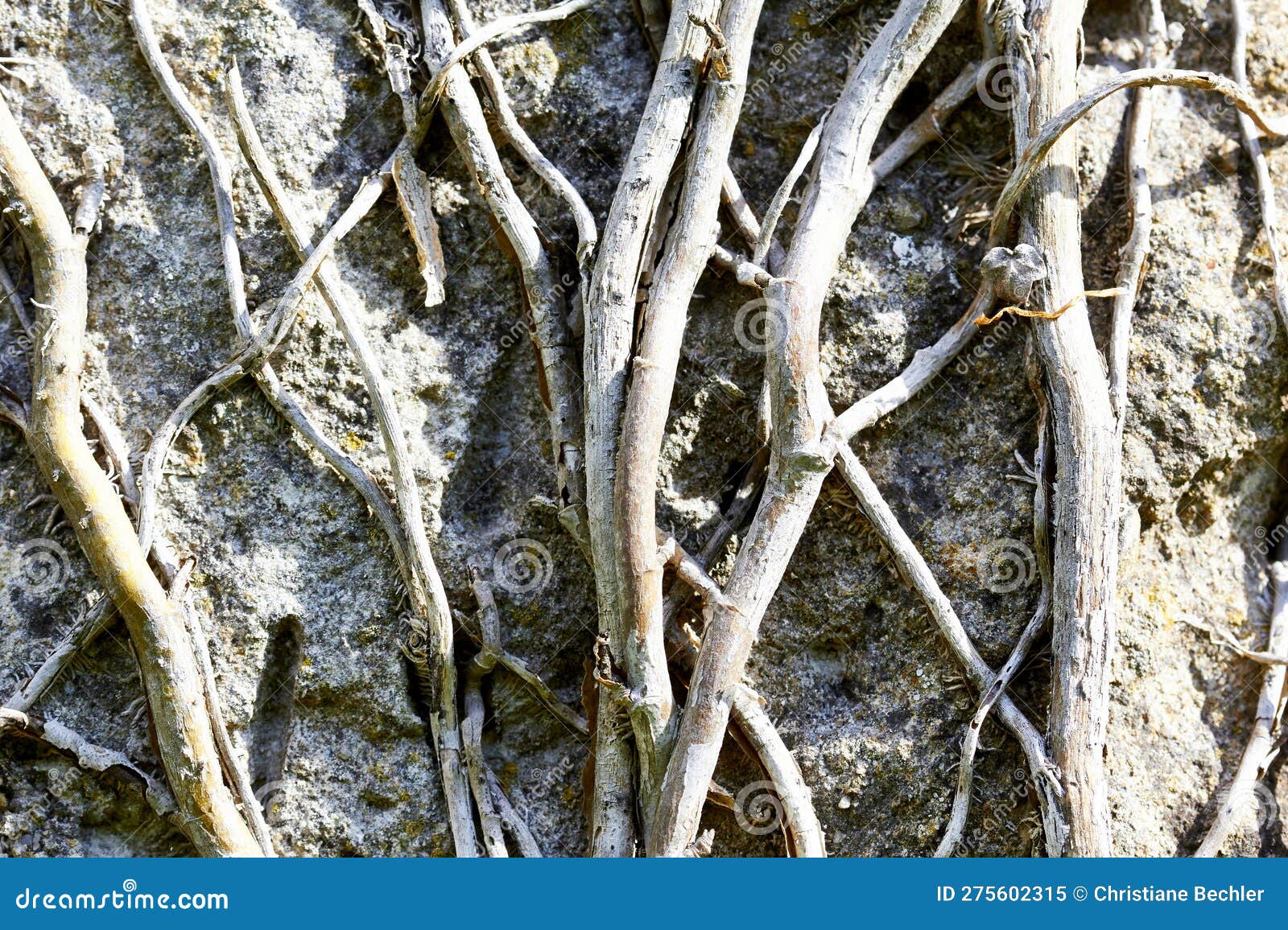 Dead Tendrils on a Gray Wall Stock Image - Image of gray, textured ...