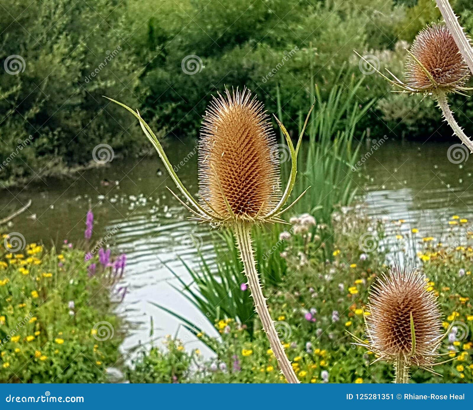 Thistles by a lake stock image. Image of ducks, plant - 125281351