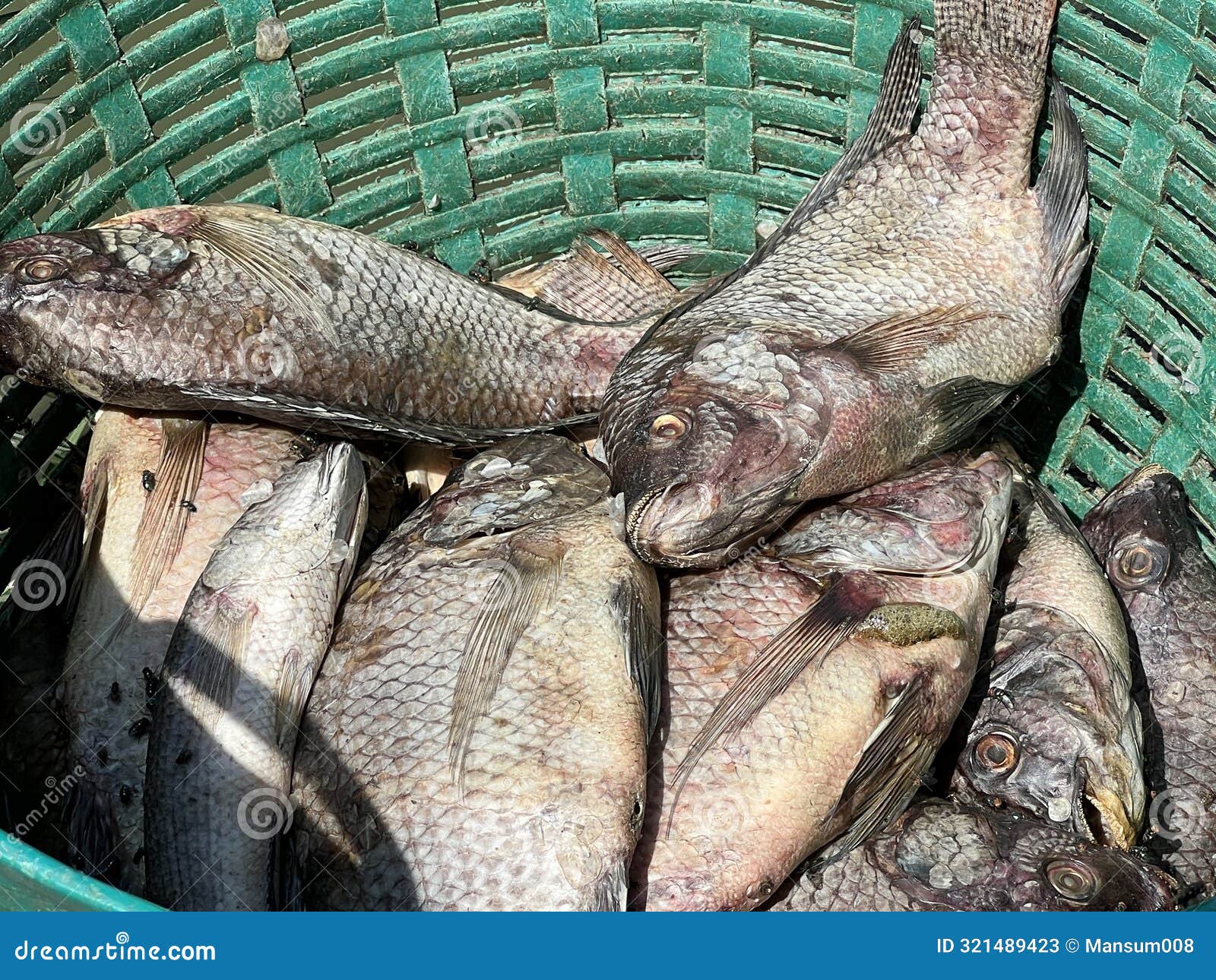 Dead Tilapia Fish in Market at Thailand Stock Image - Image of nature ...