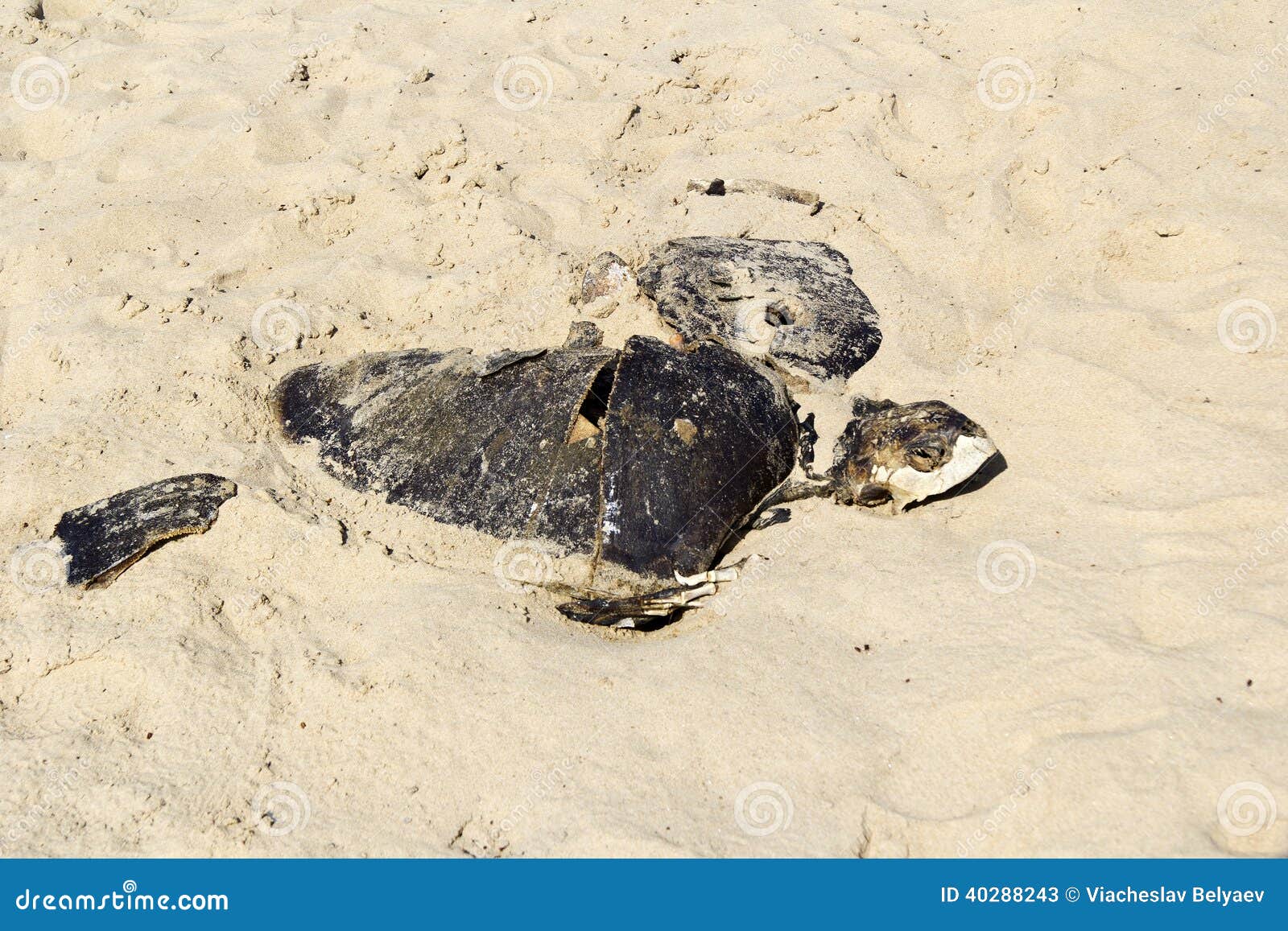 Dead tortoise stock image. Image of skull, shell, tortoise - 40288243