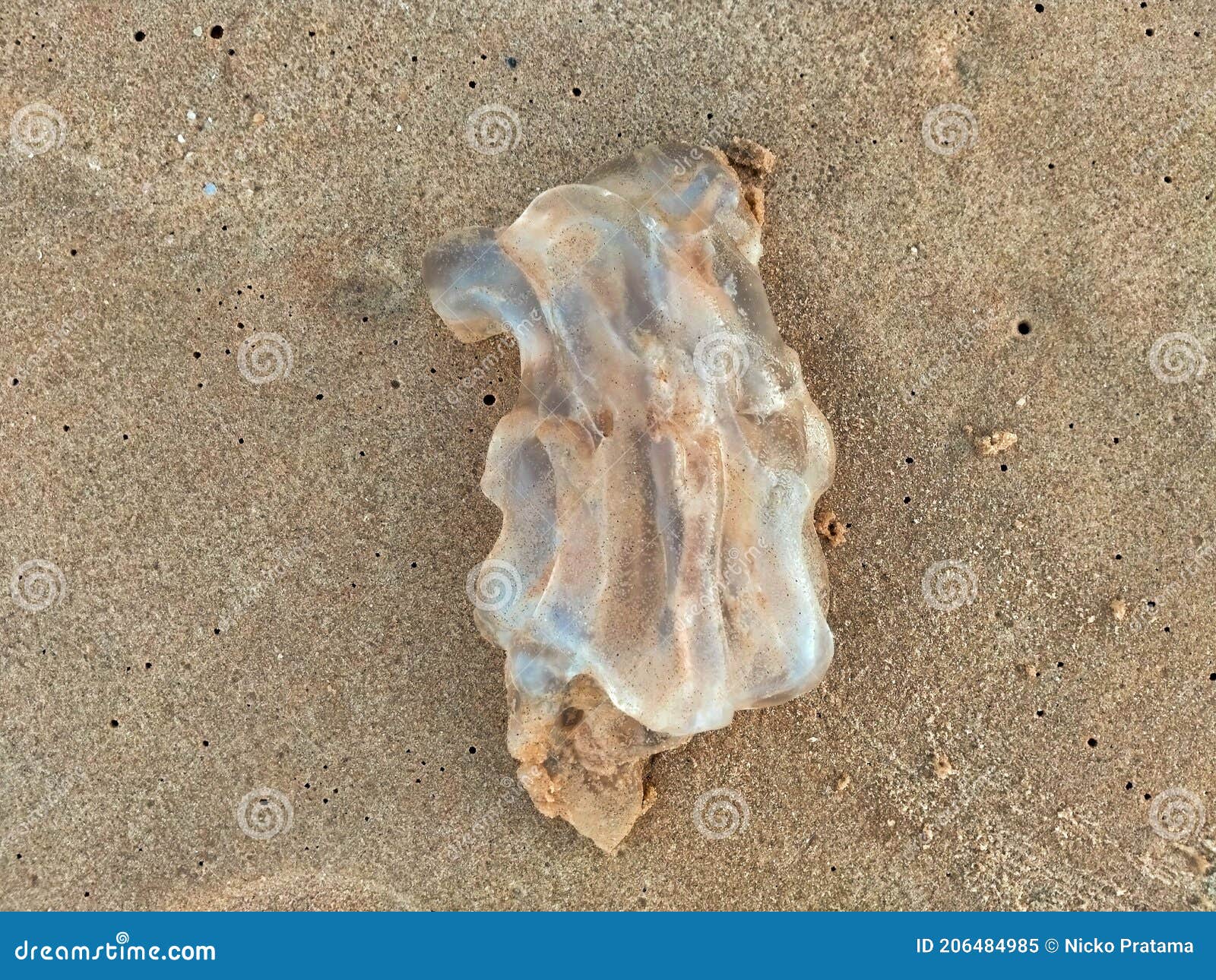 Dead Transparent Jellyfish in the Beach Stock Image - Image of hand ...