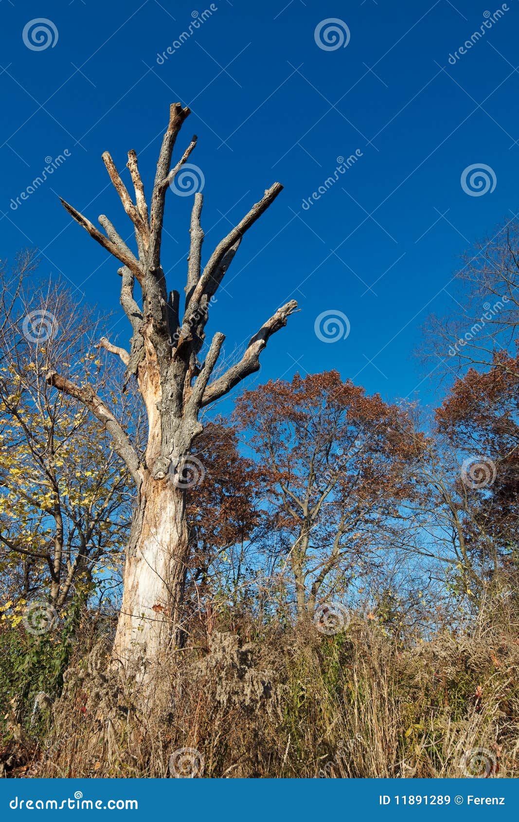 Dead tree stock image. Image of leaf, yellow, wild, orange - 11891289