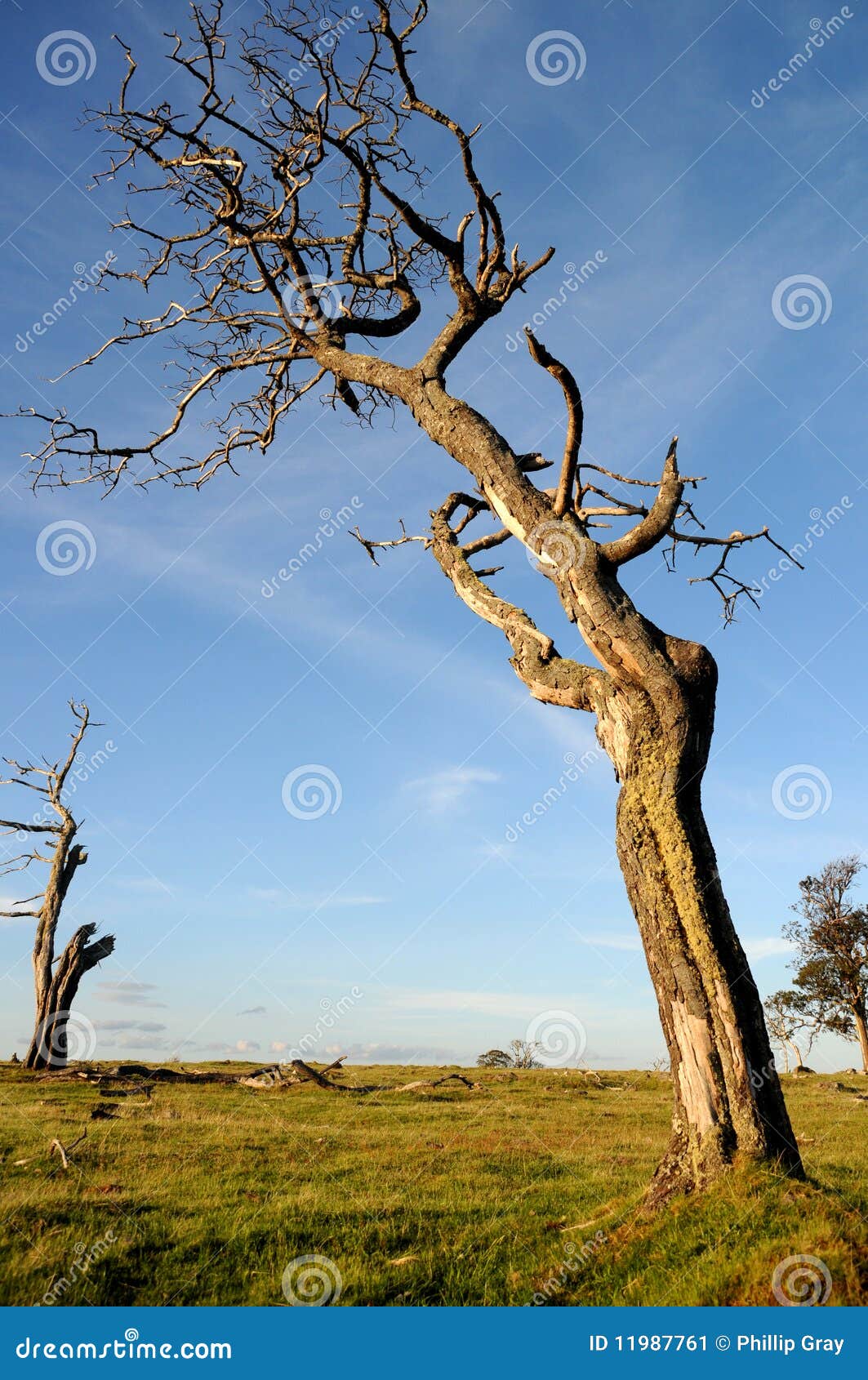 Dead Tree stock image. Image of grass, trunk, blue, vegetation - 11987761