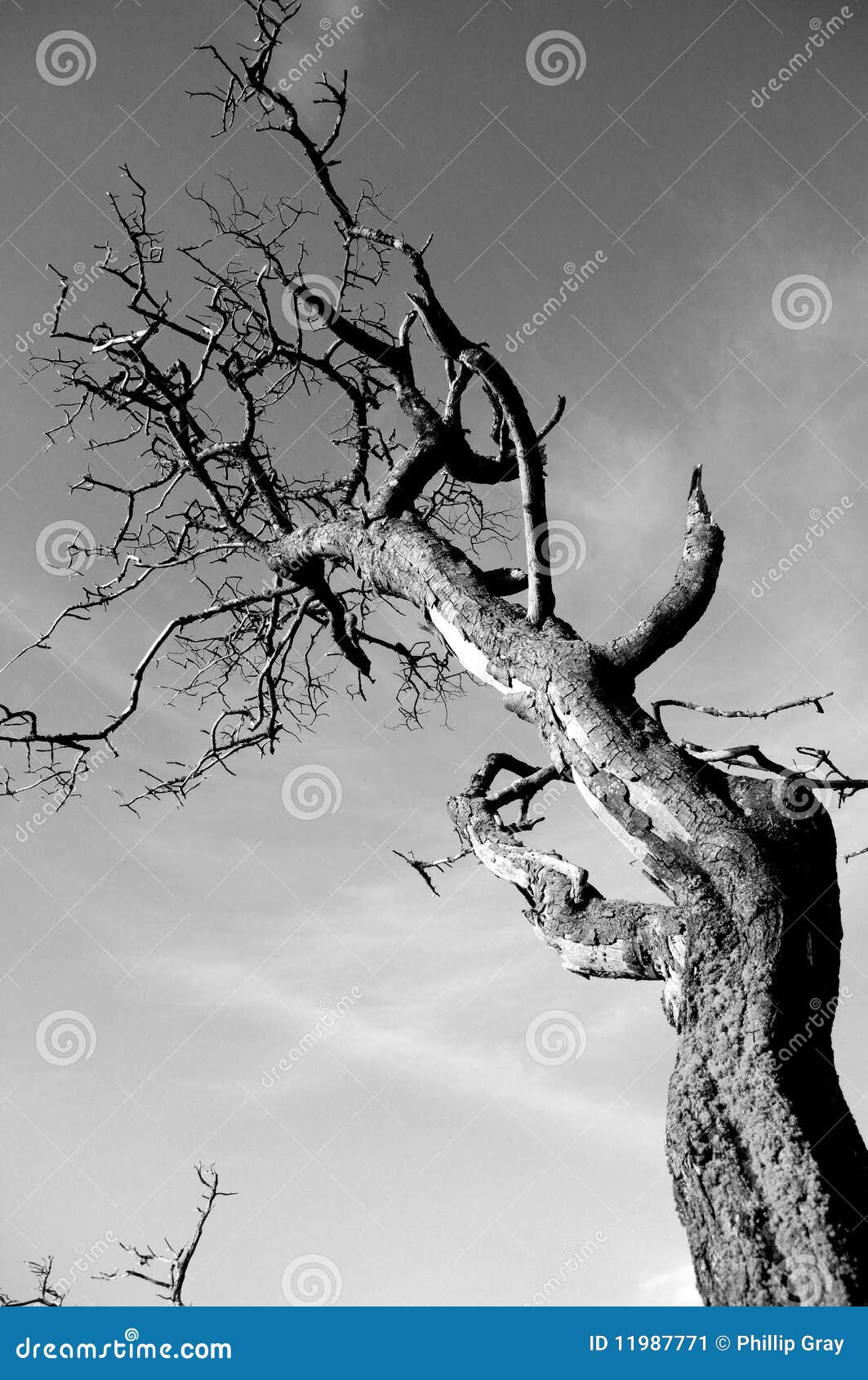 Dead Tree stock image. Image of grey, open, blue, dead - 11987771