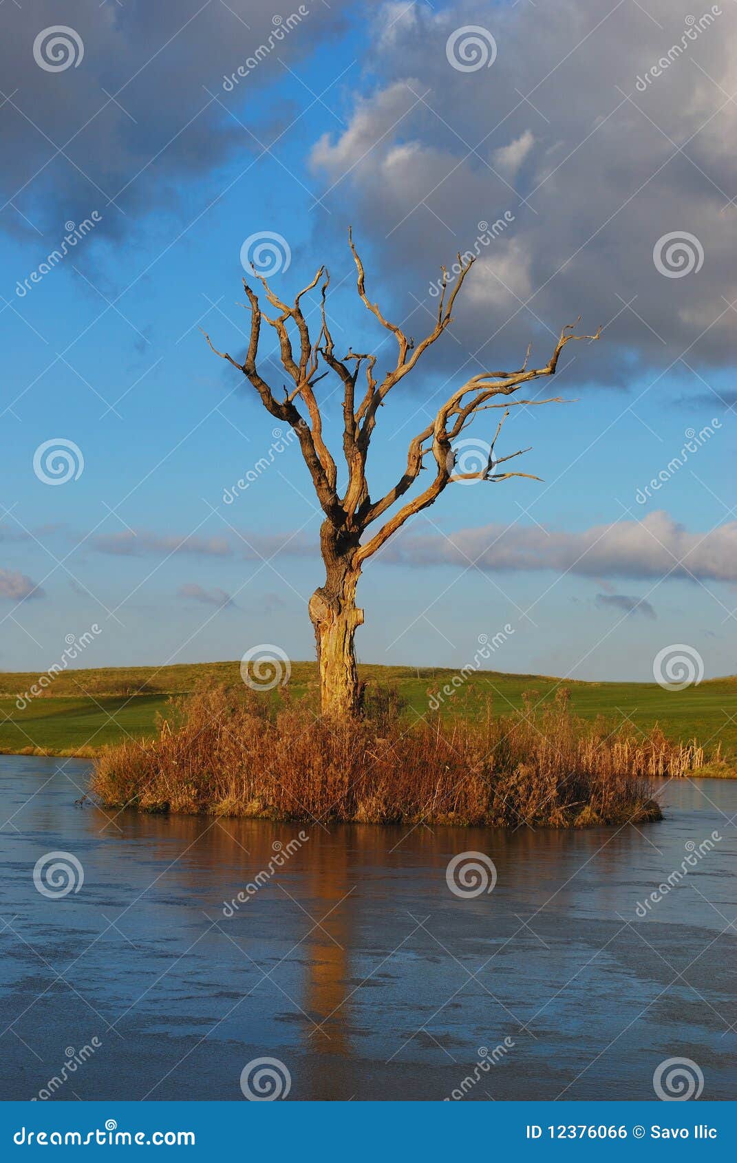 Dead tree stock photo. Image of branch, water, winter - 12376066