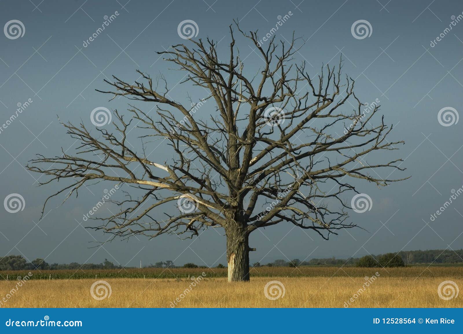 Dead tree stock photo. Image of global, future, sorrow - 12528564