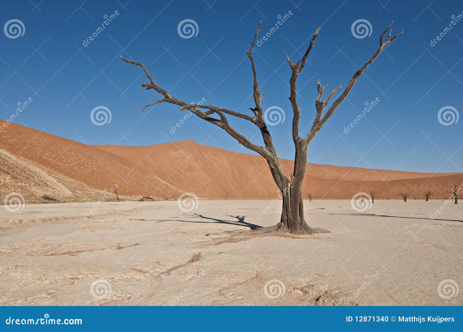 Dead tree stock photo. Image of dead, tree, sossus, fossil - 12871340