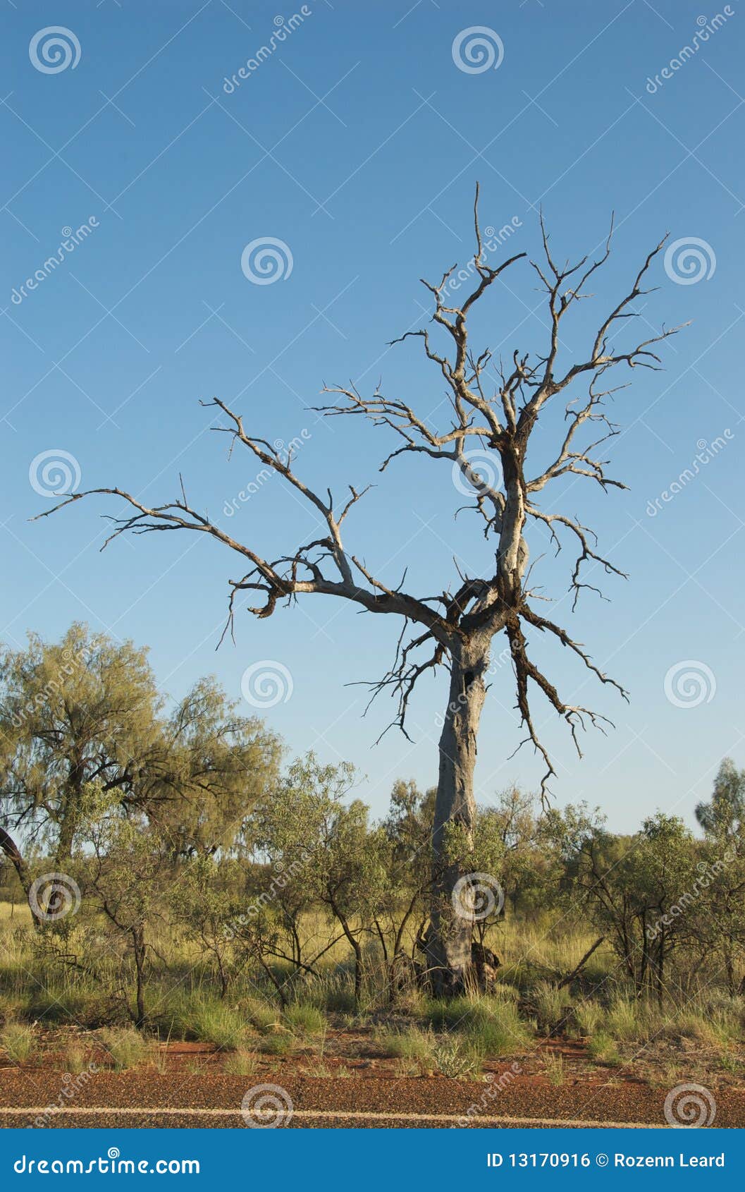 Dead tree stock photo. Image of lifeless, bush, australia - 13170916