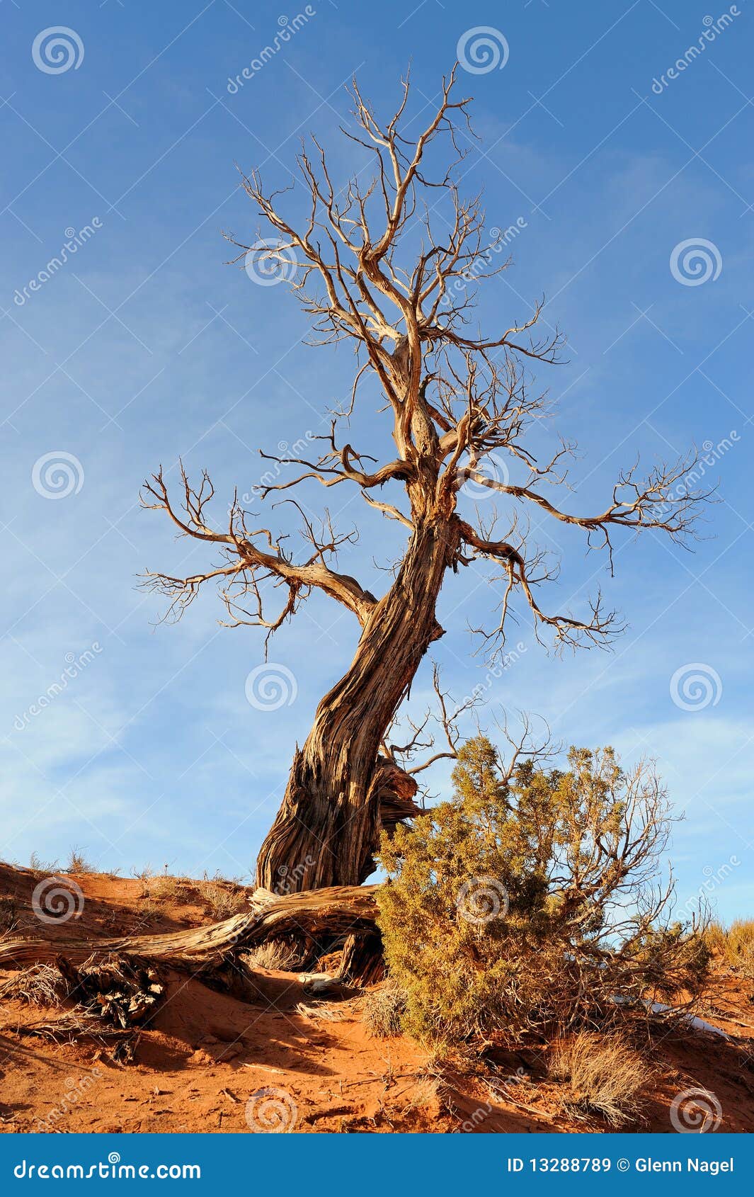 Dead tree stock image. Image of green, vintage, roots - 13288789
