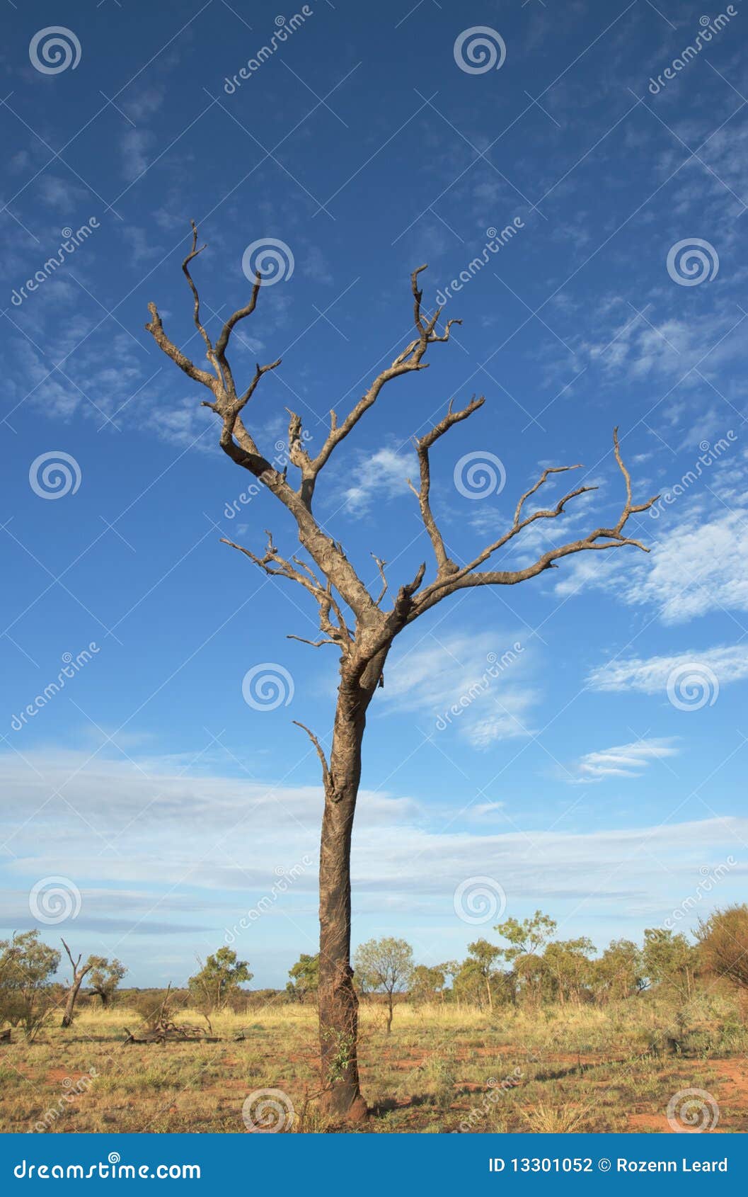 Dead tree stock photo. Image of tree, silhouette, harsh - 13301052