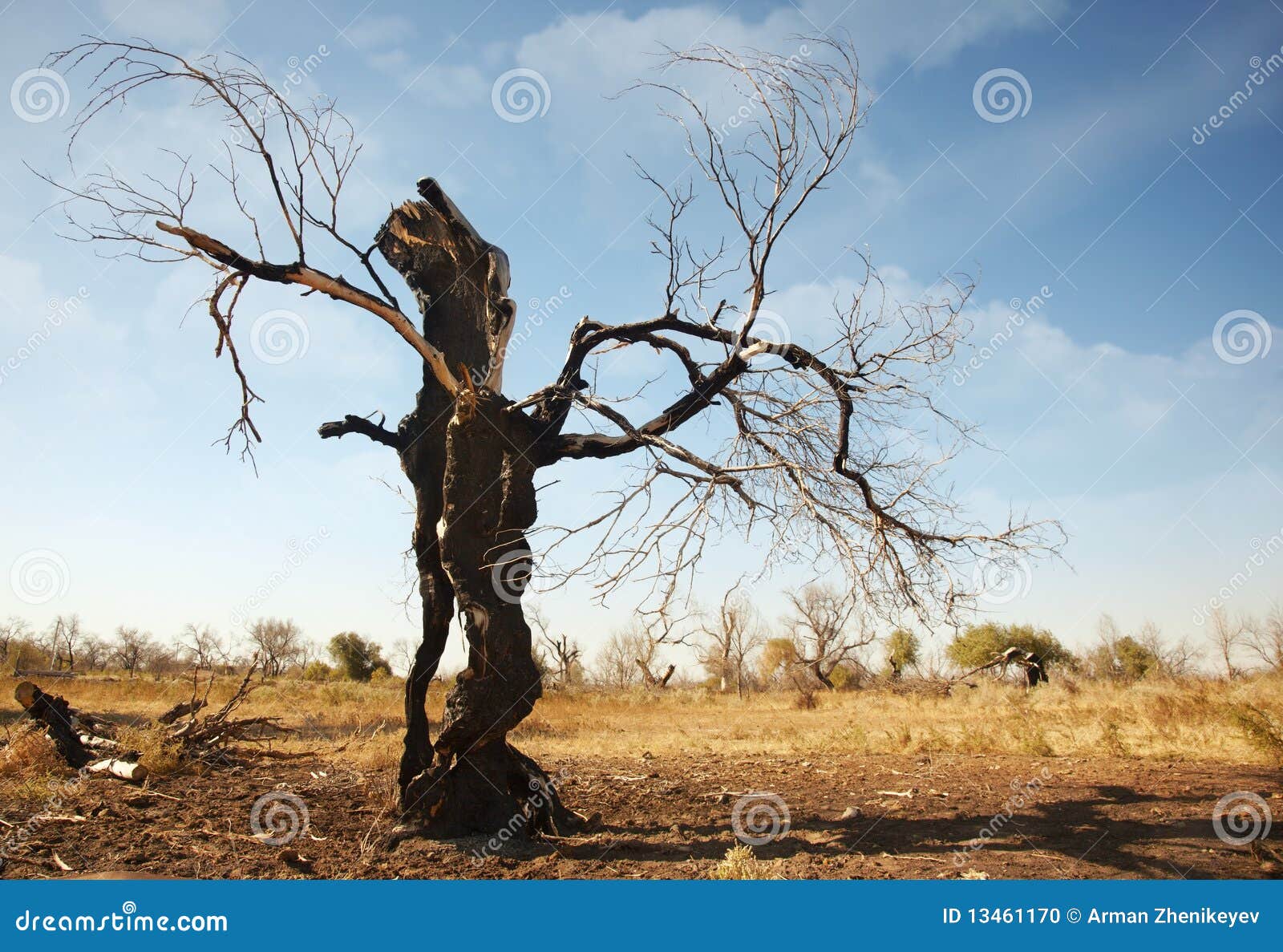 Dead tree stock photo. Image of desert, alone, outside - 13461170