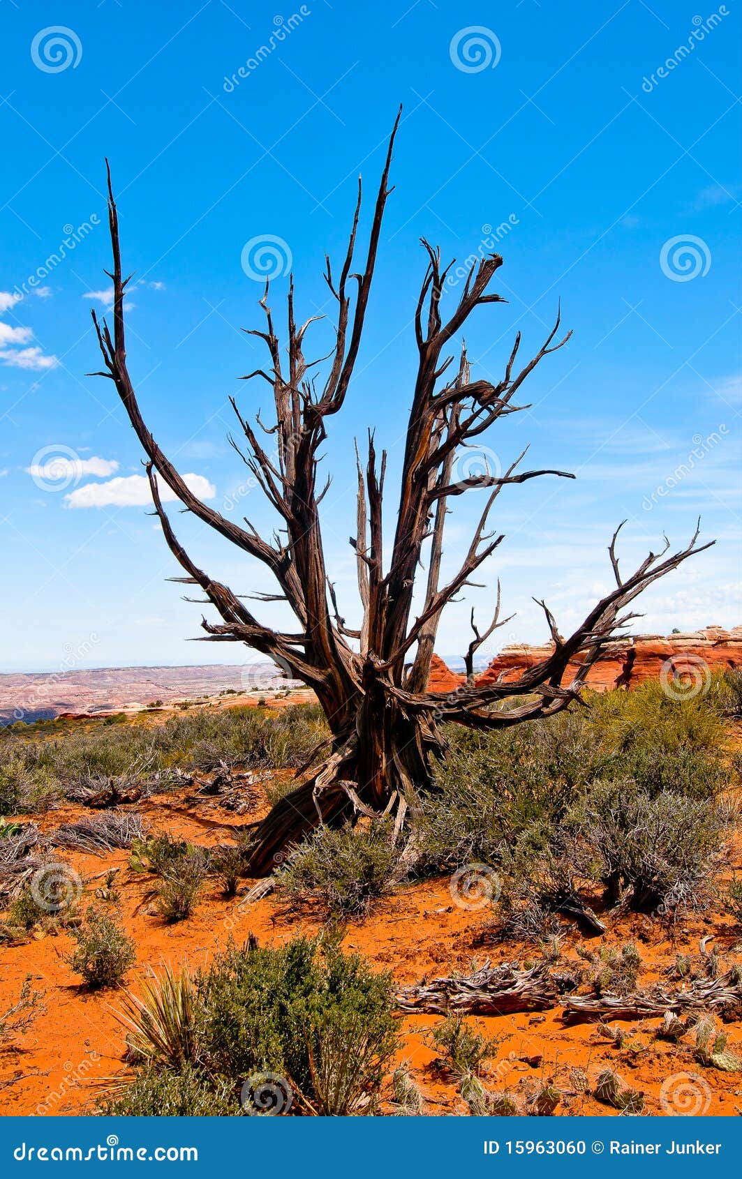 Dead Tree stock photo. Image of sandstone, blue, rock - 15963060