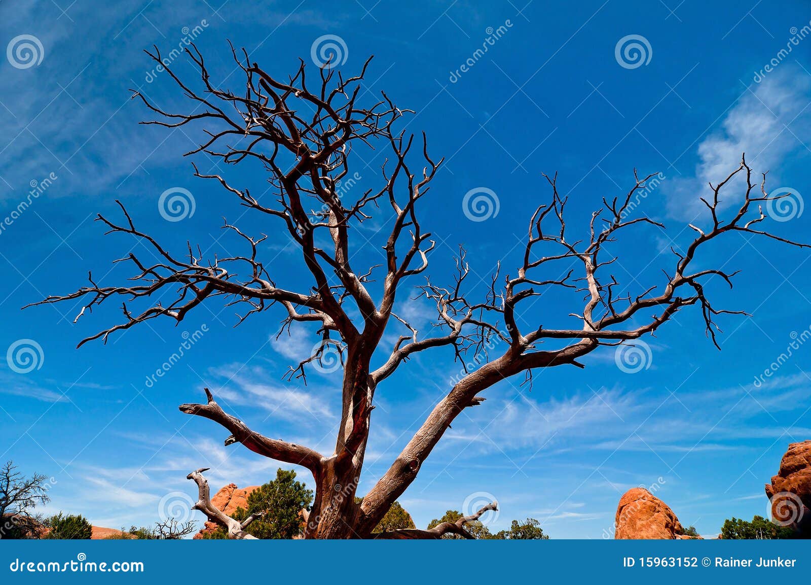 Dead Tree stock photo. Image of sandstone, rock, geological - 15963152