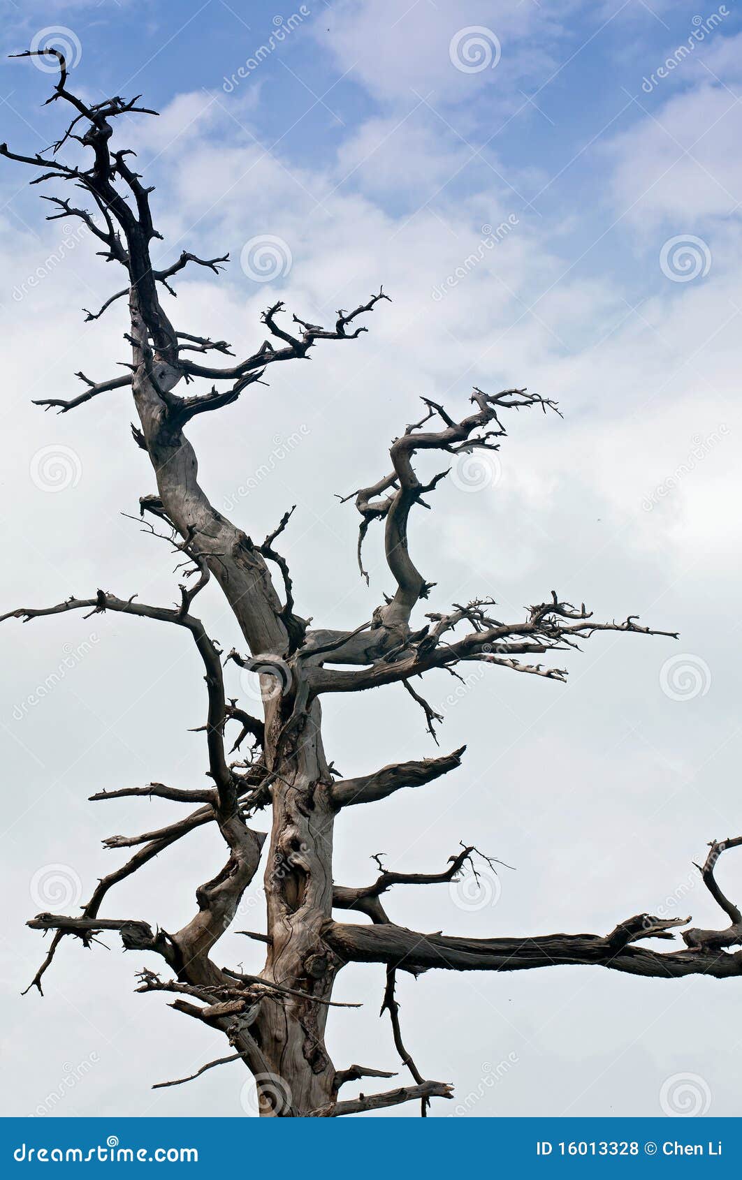 Dead tree stock photo. Image of trunk, twigs, clouds - 16013328