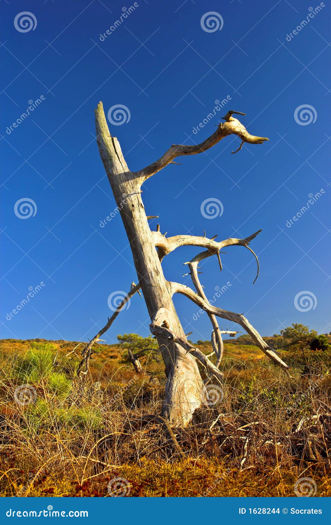 Dead tree stock photo. Image of golden, beautiful, peaceful - 1628244