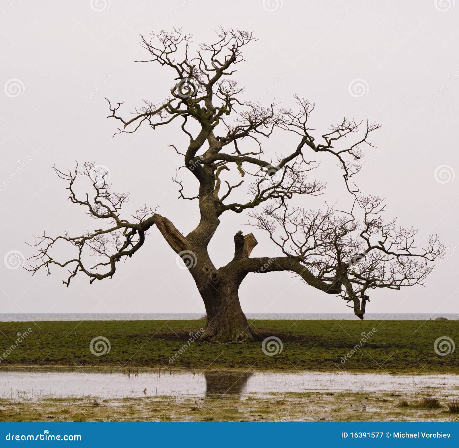 Dead tree stock image. Image of gray, curved, reflection - 16391577