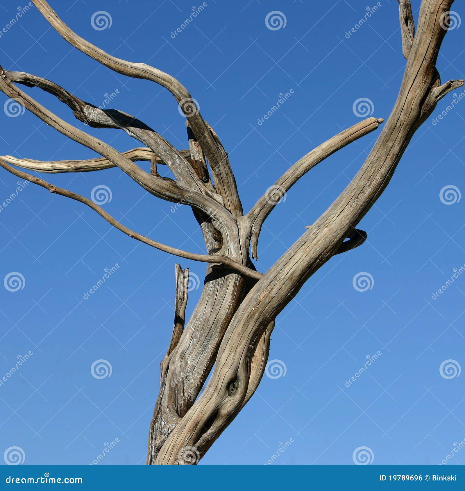 Dead Tree stock photo. Image of blue, aged, tree, rotton - 19789696