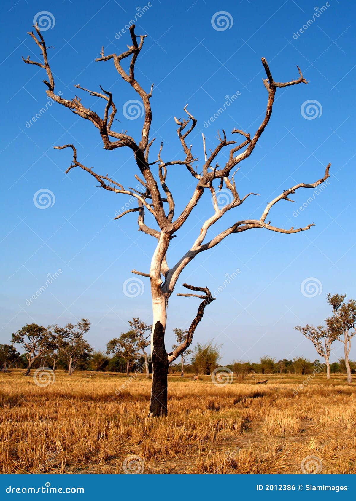 Dead Tree stock photo. Image of tree, drunk, rotting, dying - 2012386