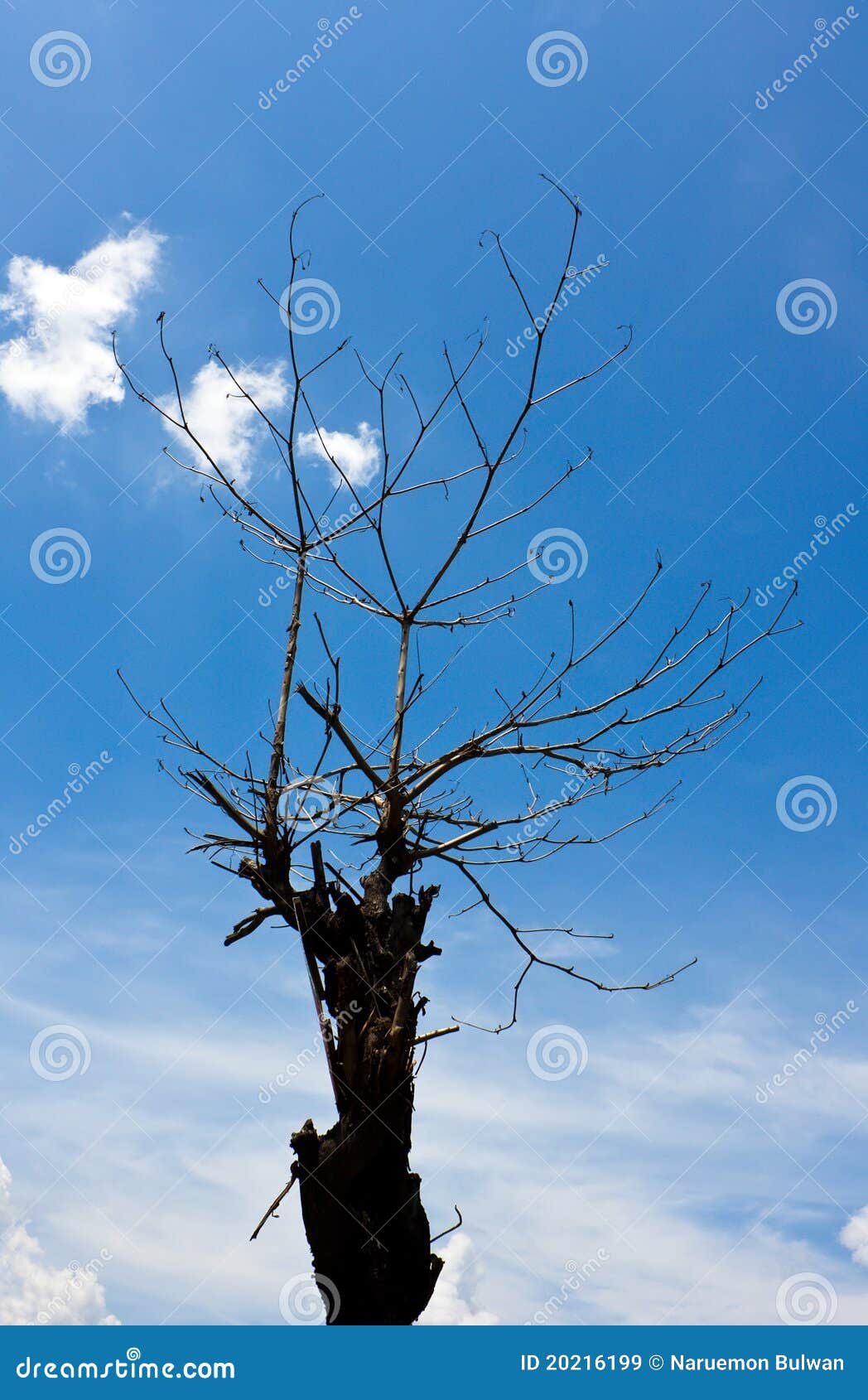 Dead tree stock image. Image of wood, single, natural - 20216199