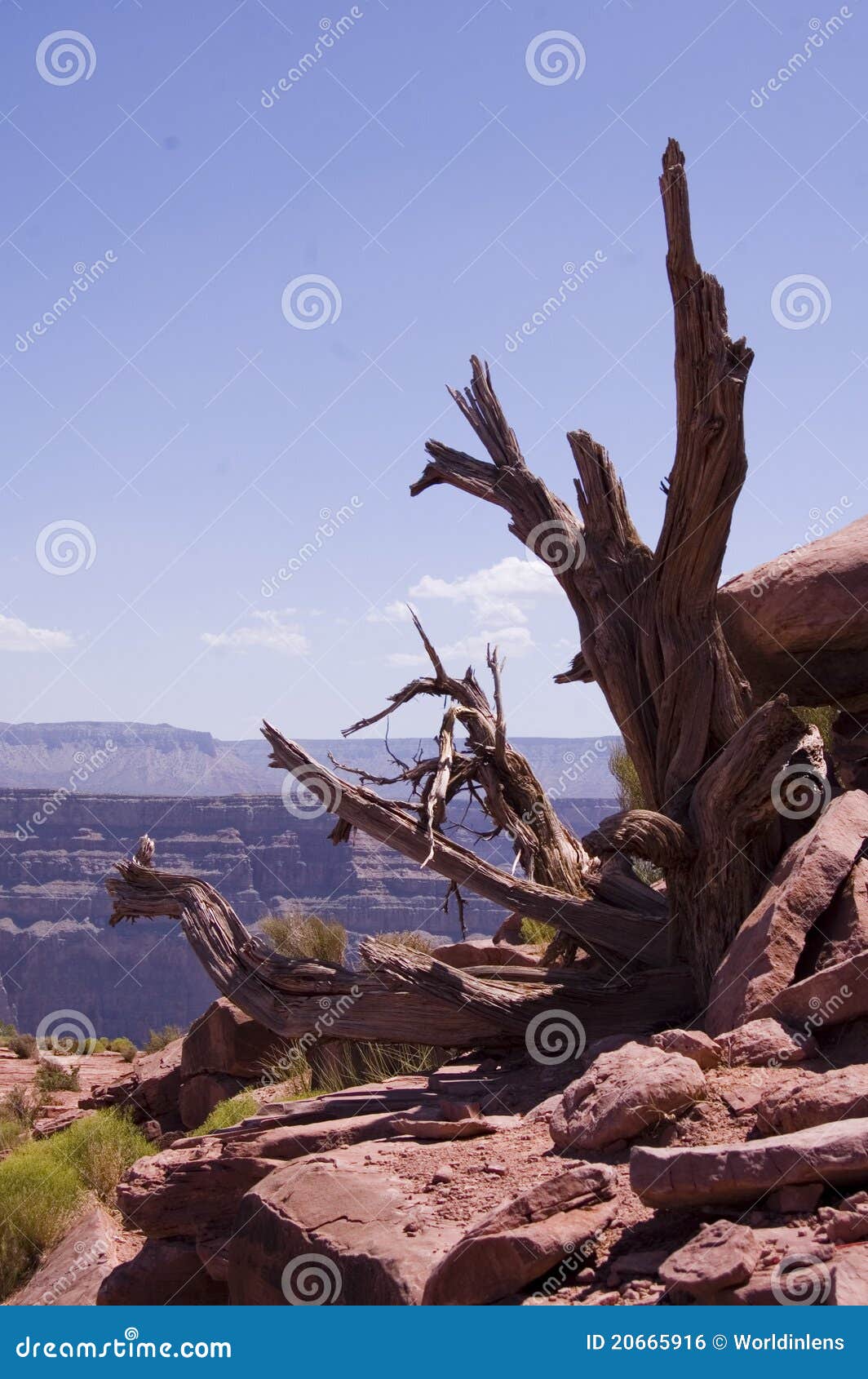 Dead Tree stock photo. Image of wood, earth, grand, tree - 20665916