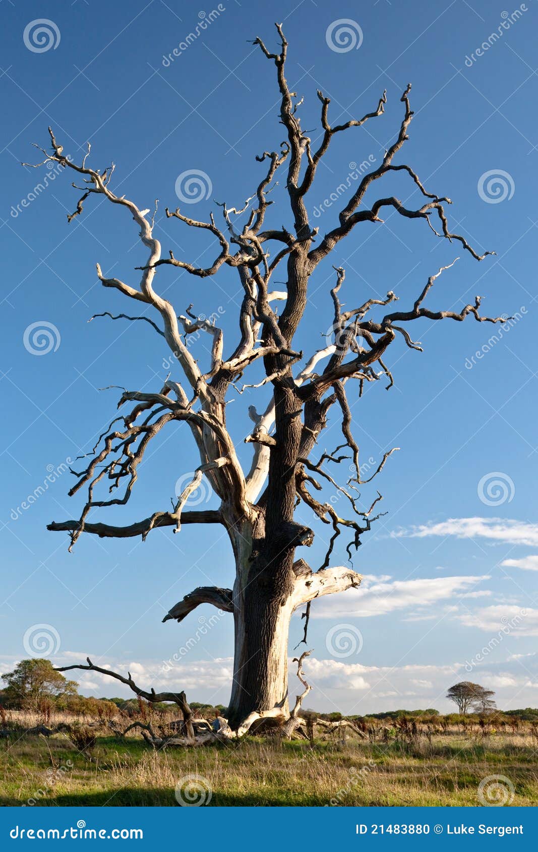Dead tree stock photo. Image of lost, environment, missing - 21483880