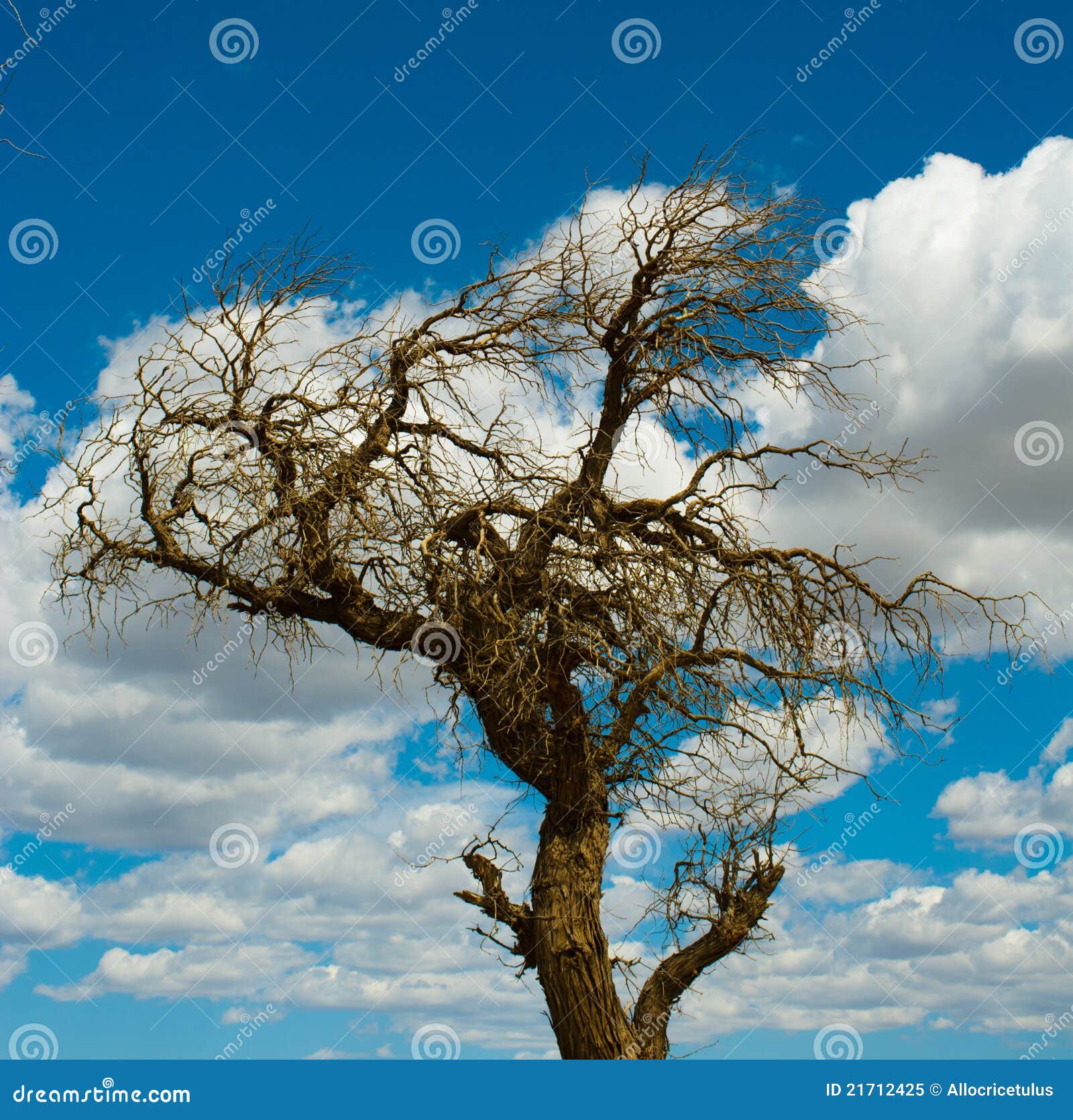 Dead tree stock image. Image of clouds, scenery, dead - 21712425