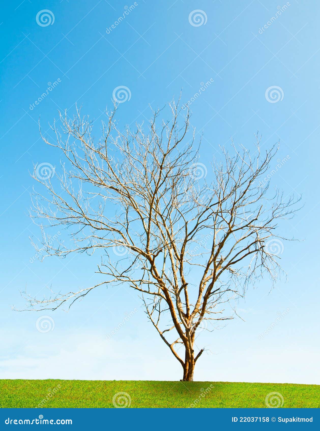 Dead tree stock photo. Image of garden, dead, grass, nature - 22037158