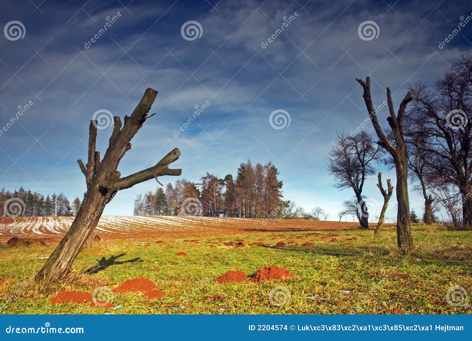 Dead tree stock photo. Image of barren, blue, grass, stick - 2204574