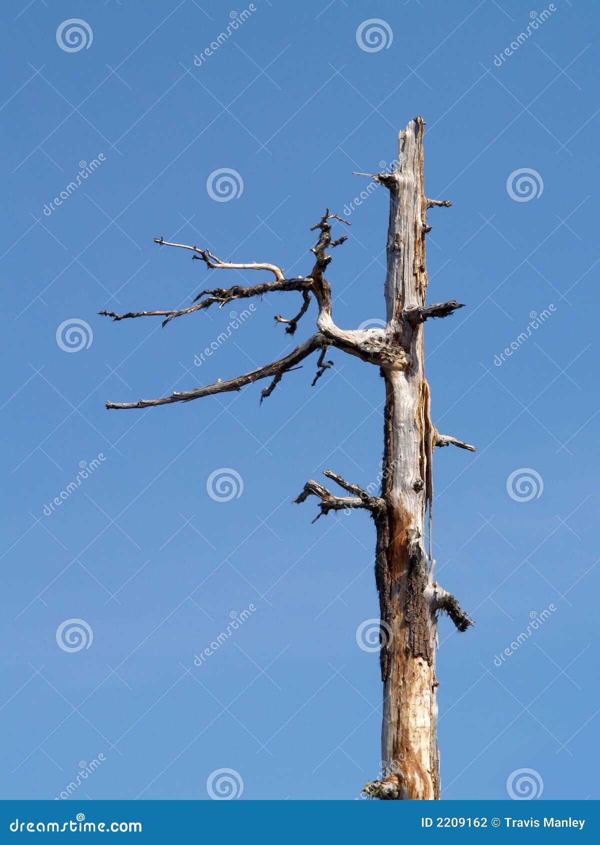 Dead tree stock photo. Image of sprig, flora, twig, limb - 2209162