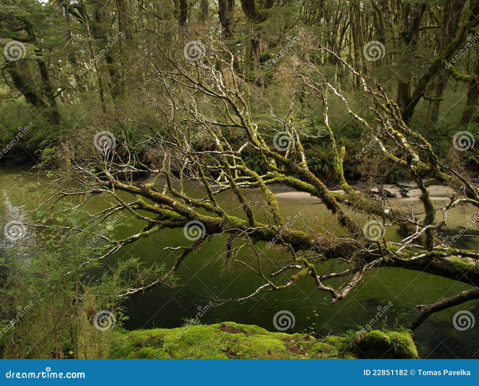 Dead tree stock photo. Image of river, fiordland, water - 22851182