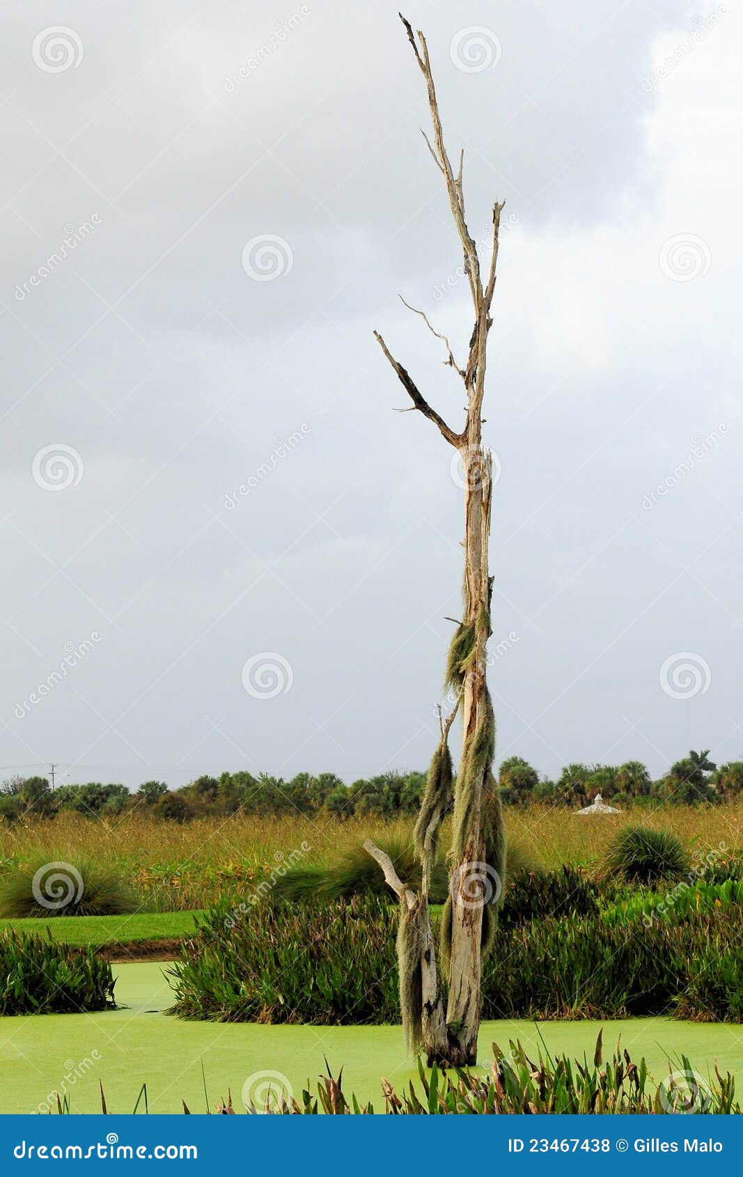 Dead Tree stock photo. Image of deep, season, florida - 23467438