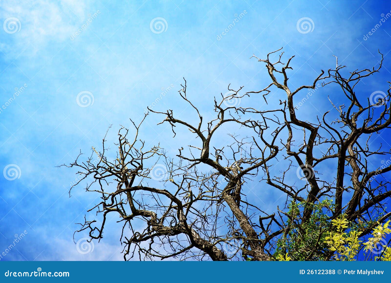 Dead Tree stock photo. Image of crooked, moody, nature - 26122388