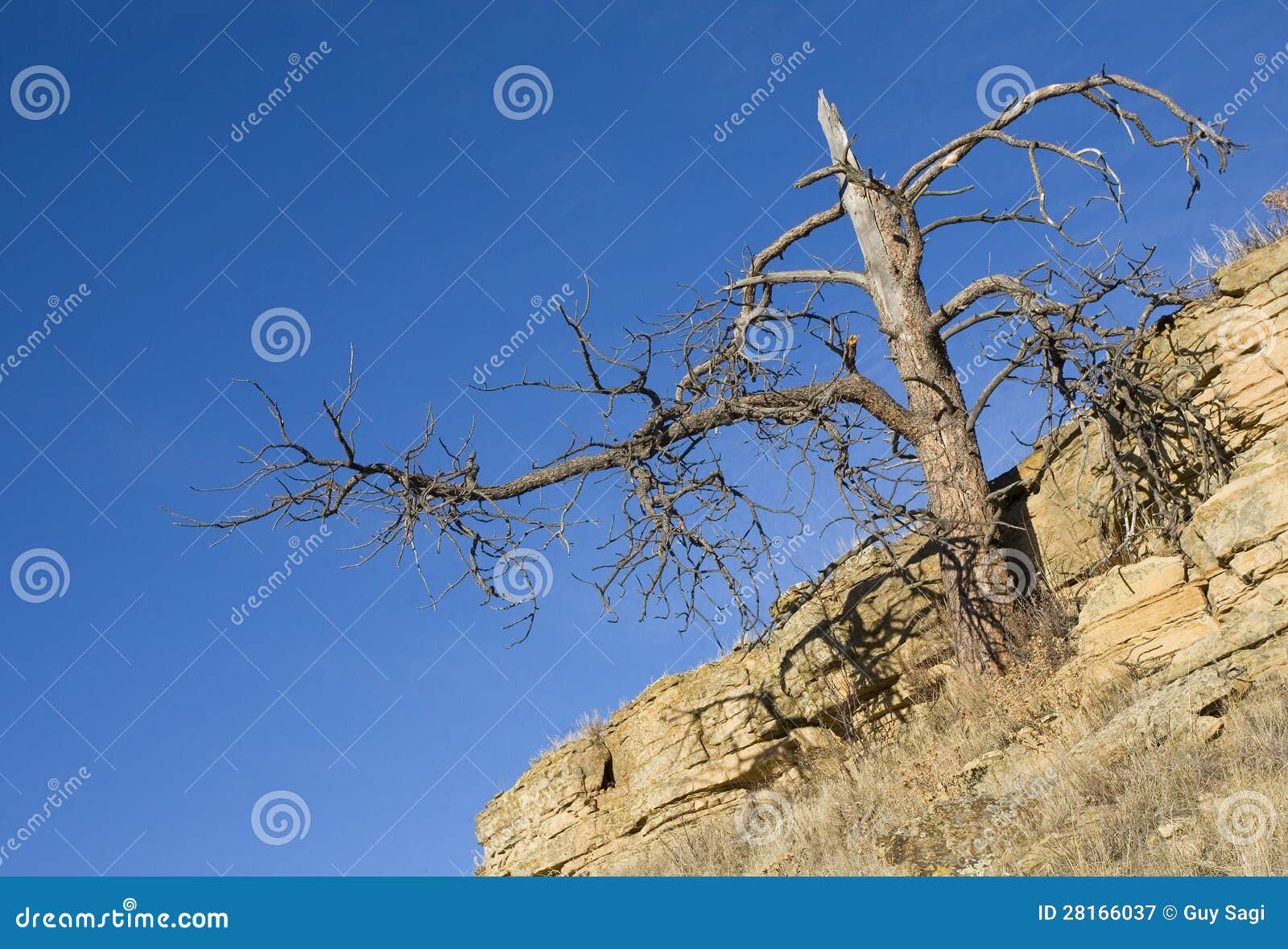 Dead tree stock image. Image of dead, wood, grass, yellow - 28166037