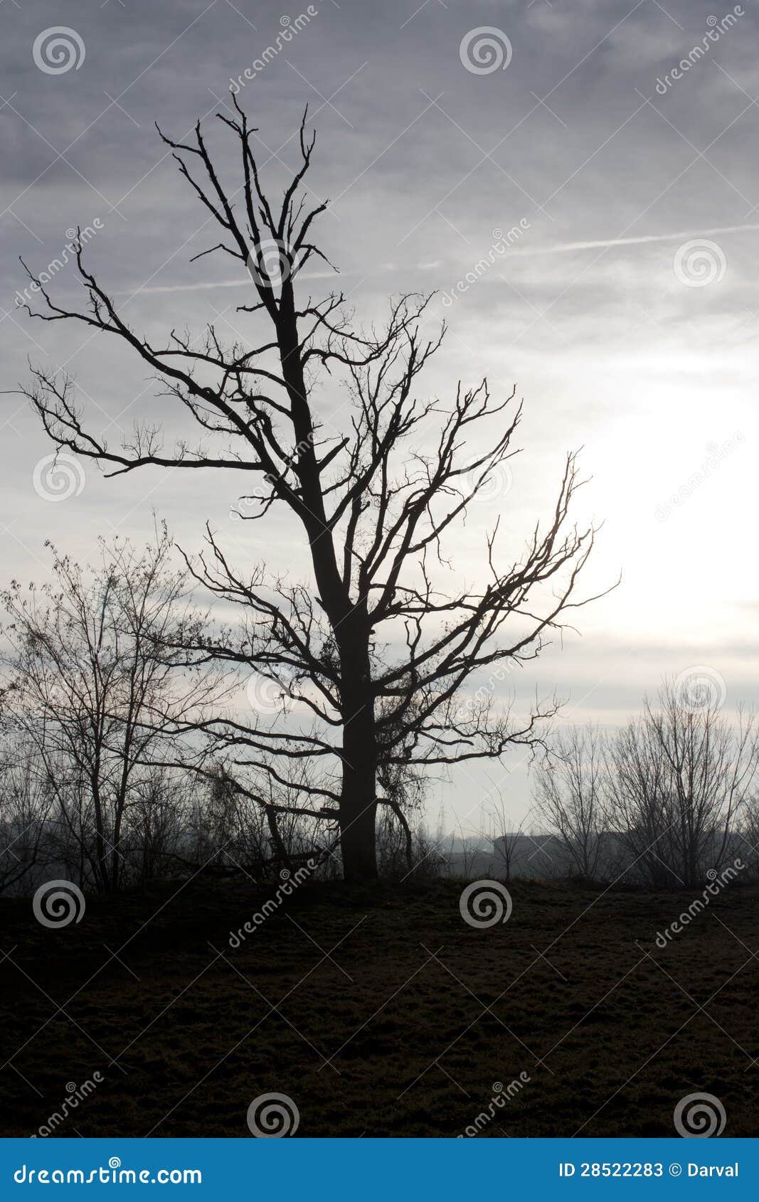 Dead tree stock image. Image of nature, melancholy, landscape - 28522283