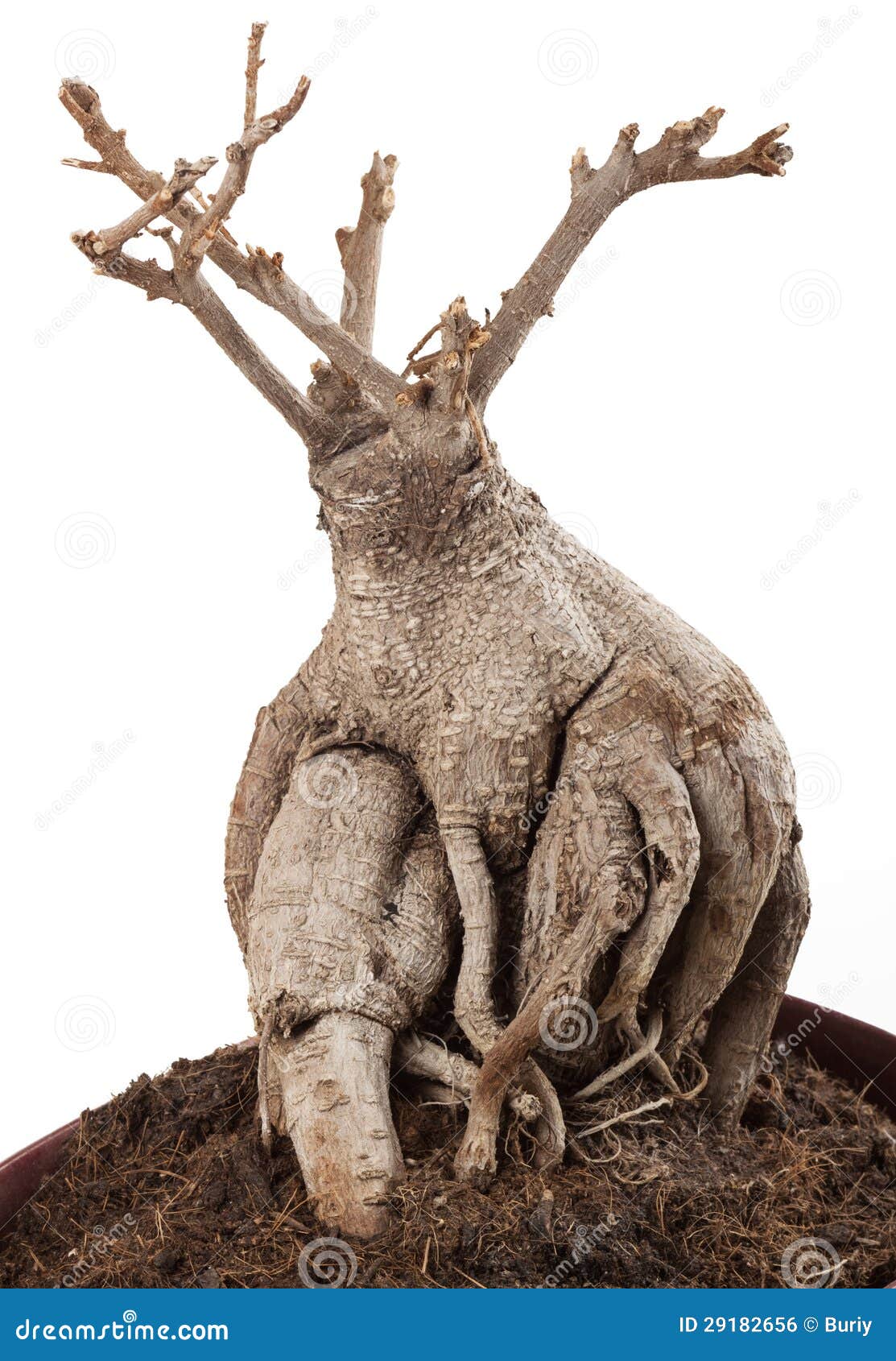 250 Sapling Dead Tree Stock Photos - Free & Royalty-Free Stock Photos ...