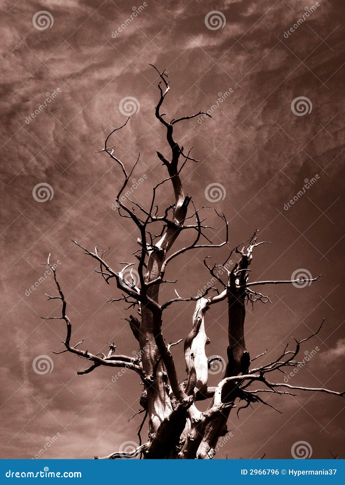 1,323 Dead Textures Tree Stock Photos - Free & Royalty-Free Stock ...