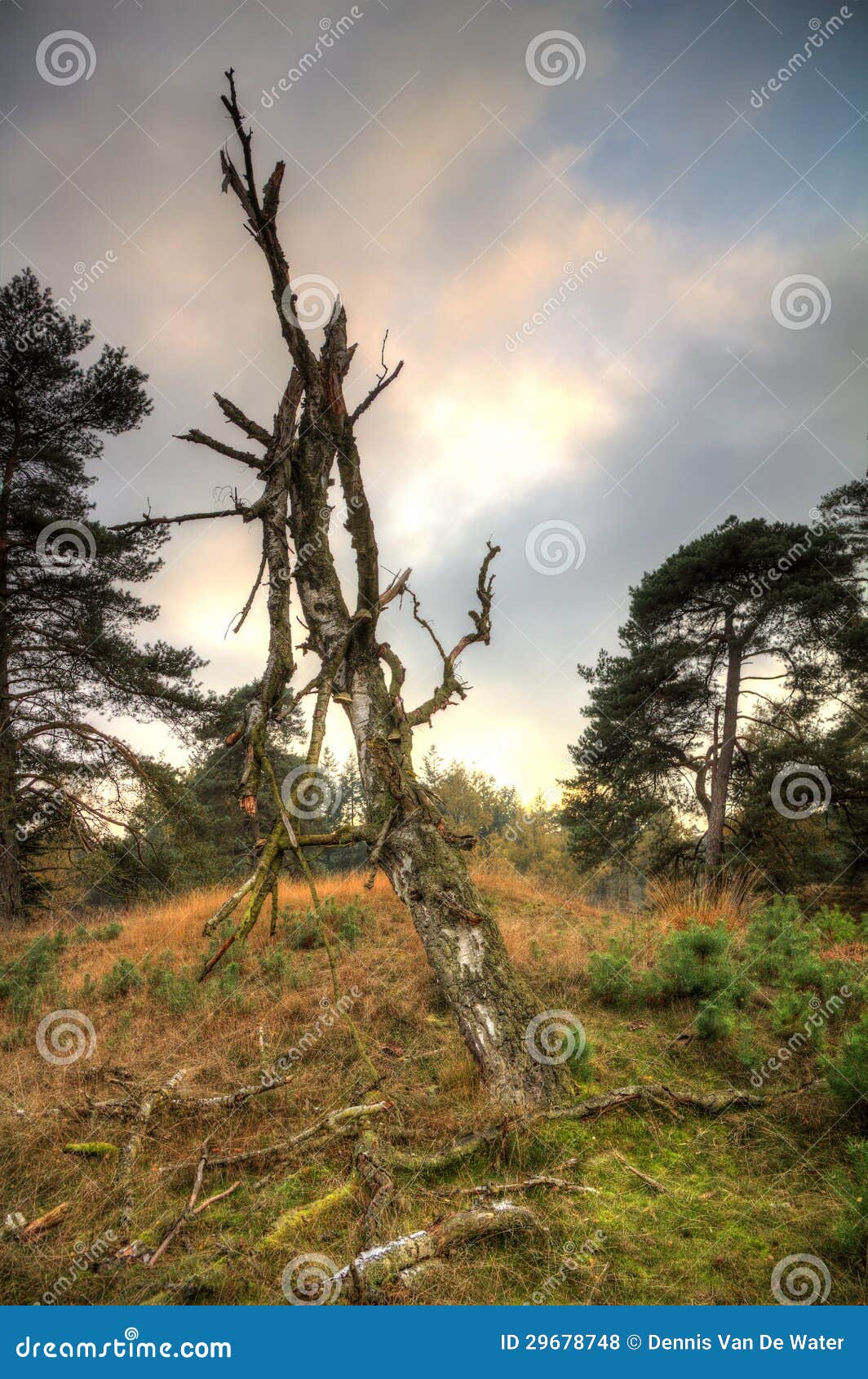 Dead tree stock photo. Image of beauty, holland, national - 29678748