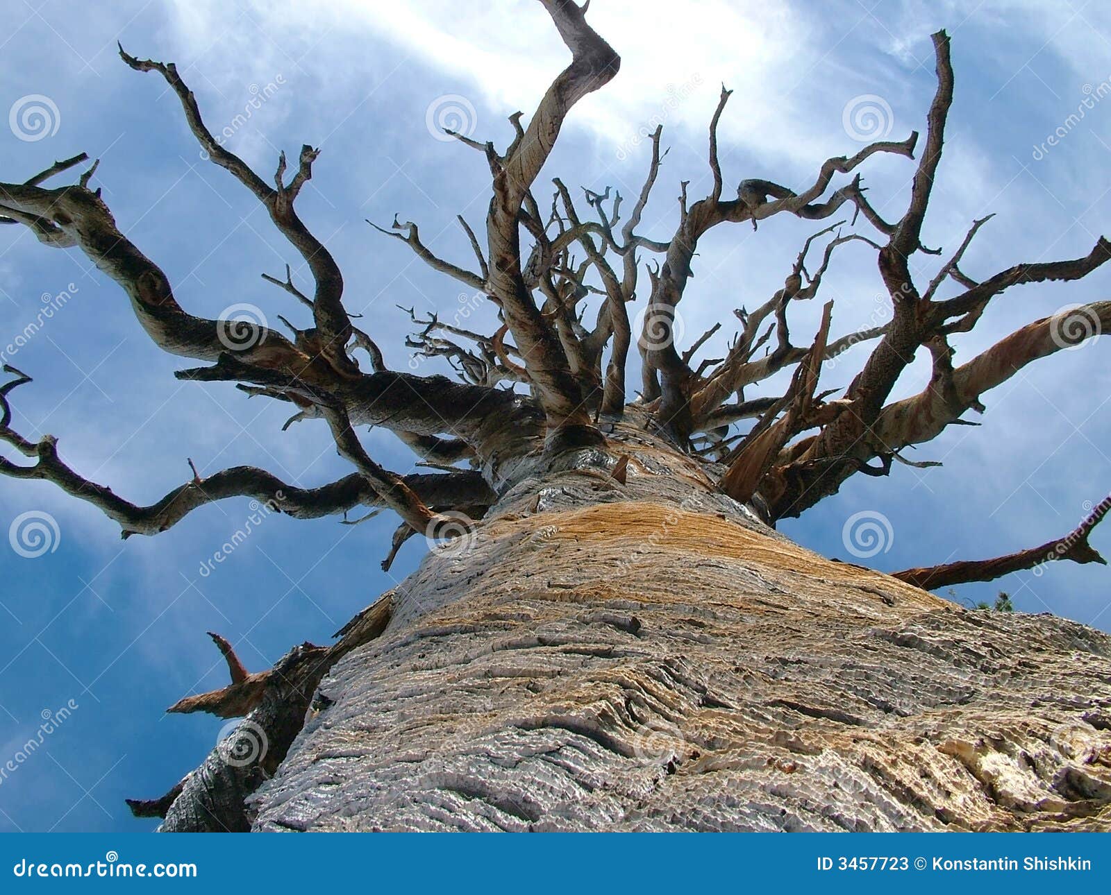 Dead tree stock image. Image of branch, death, decay, forest - 3457723