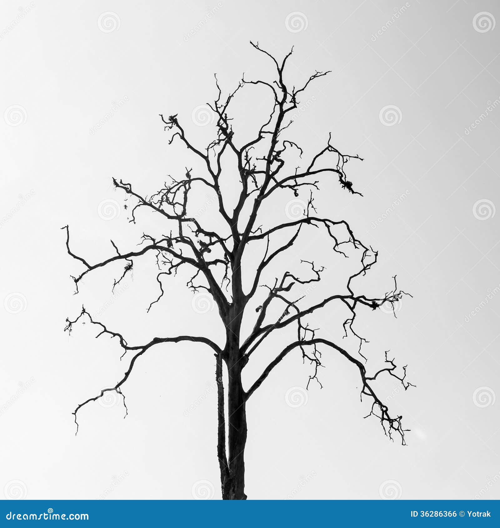 Dead tree stock photo. Image of landscape, destruction - 36286366