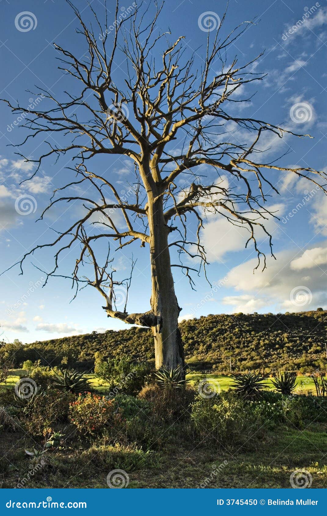 Dead tree stock photo. Image of solitude, peaceful, purity - 3745450