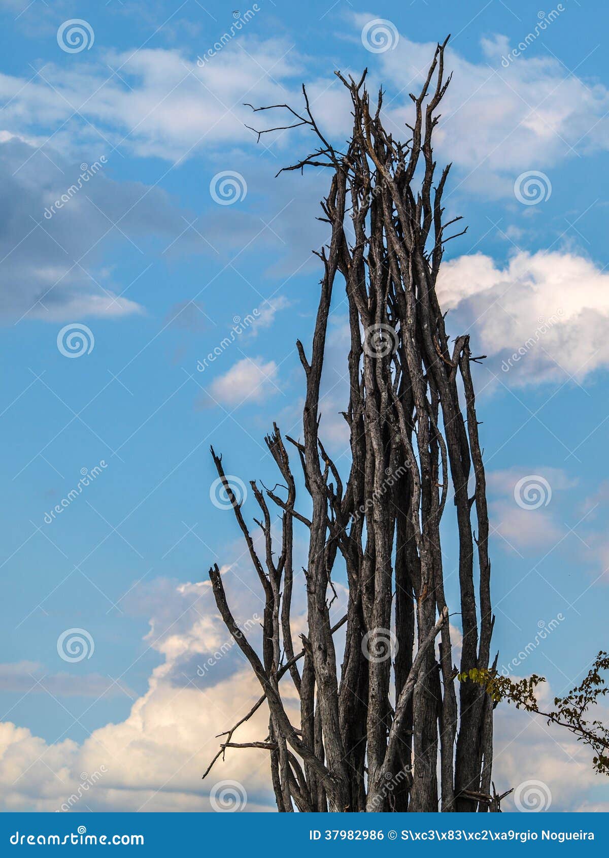 Dead tree stock photo. Image of white, clouds, blue, tree - 37982986