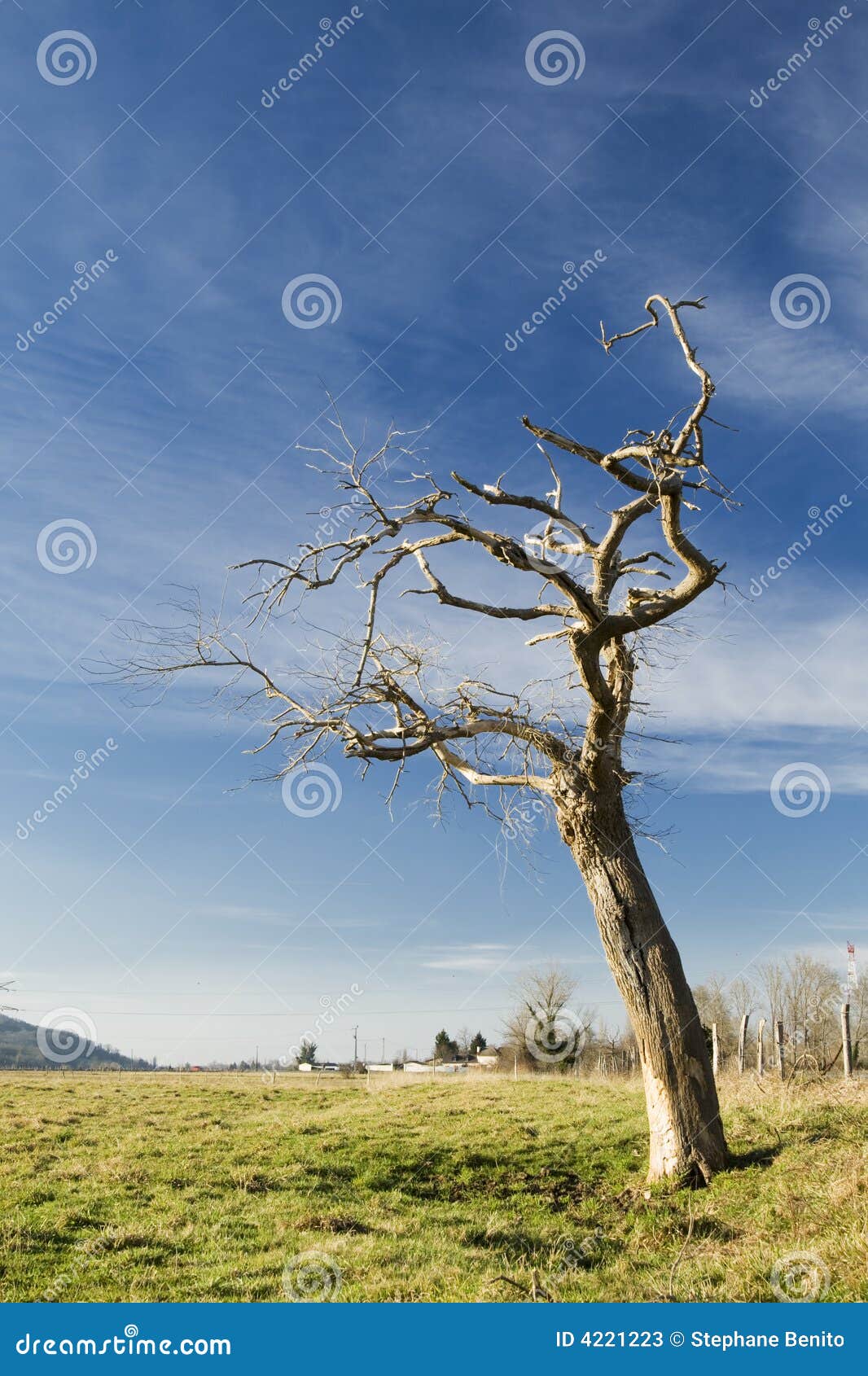 Dead tree stock image. Image of scene, green, background - 4221223