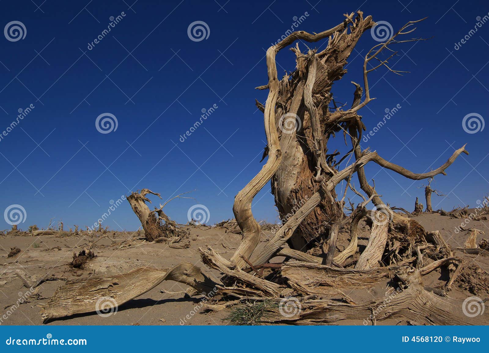 Dead tree stock photo. Image of desolate, branch, death - 4568120