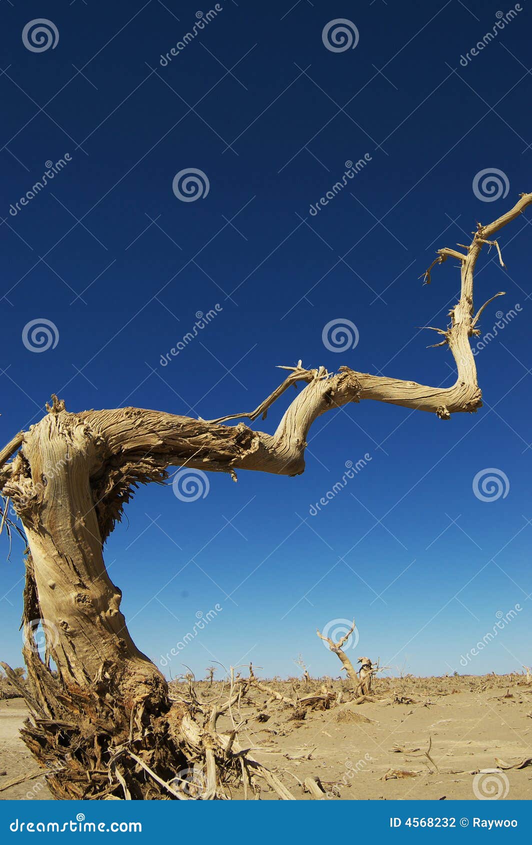 Dead tree stock photo. Image of decayed, natural, nature - 4568232
