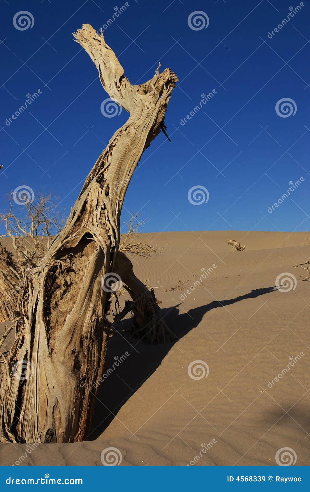 Dead tree stock image. Image of death, decay, nature, china - 4568339
